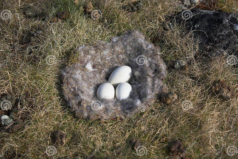Barnacle Goose Nest with Eggs - Spitsbergen Stock Image - Image of ...