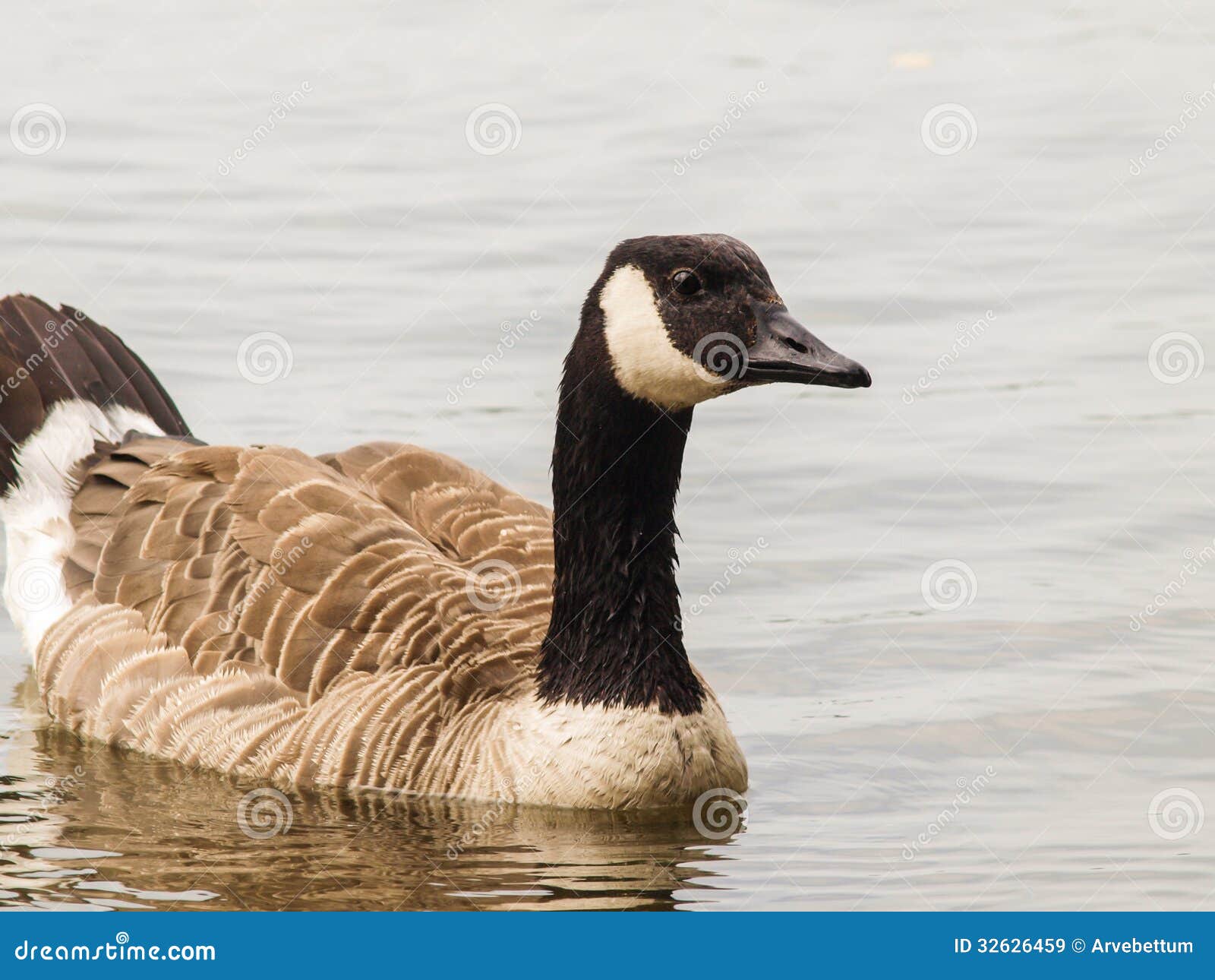 Barnacle goose stock image. Image of nature, barnacle - 32626459