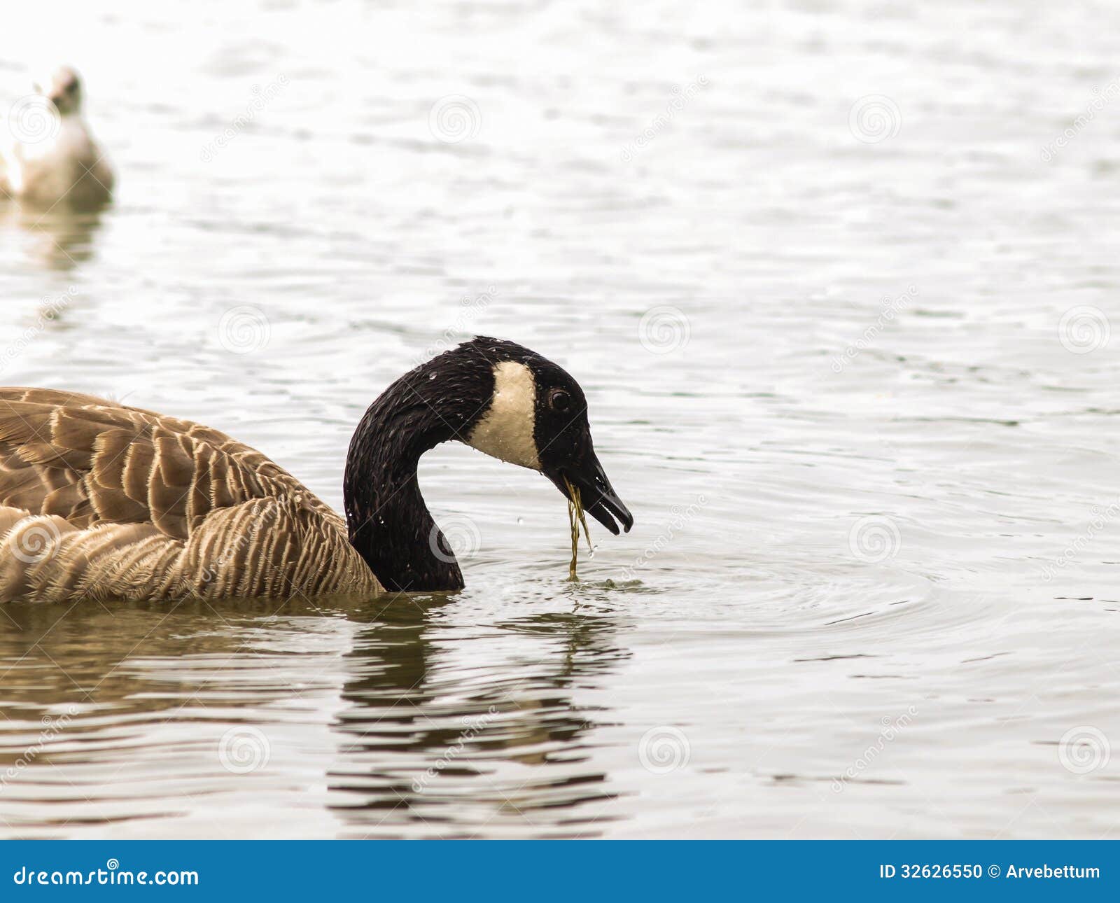 Barnacle goose stock photo. Image of mirror, feathers - 32626550