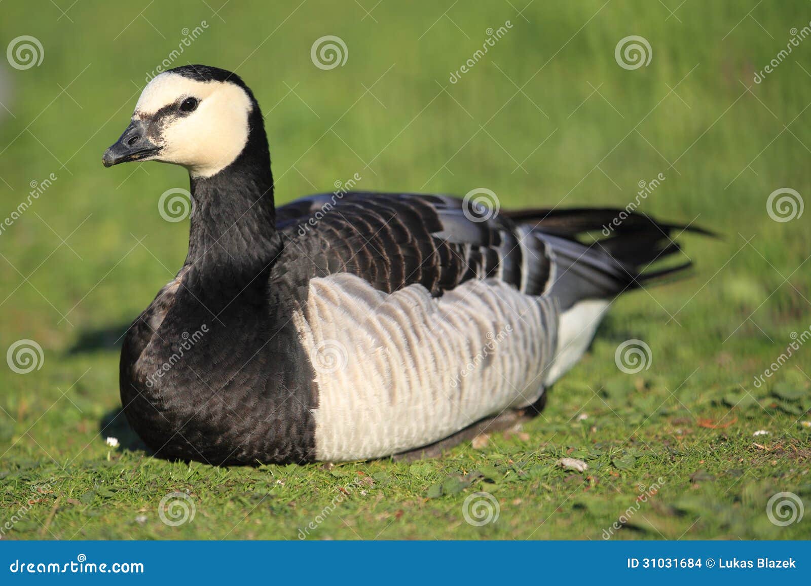 Barnacle goose stock photo. Image of branta, barnacle - 31031684