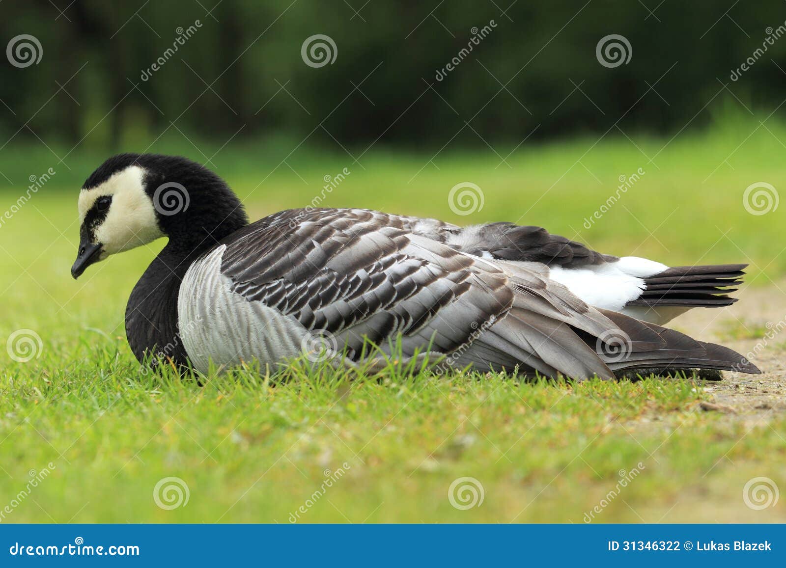 Barnacle goose stock photo. Image of grass, white, adult - 31346322