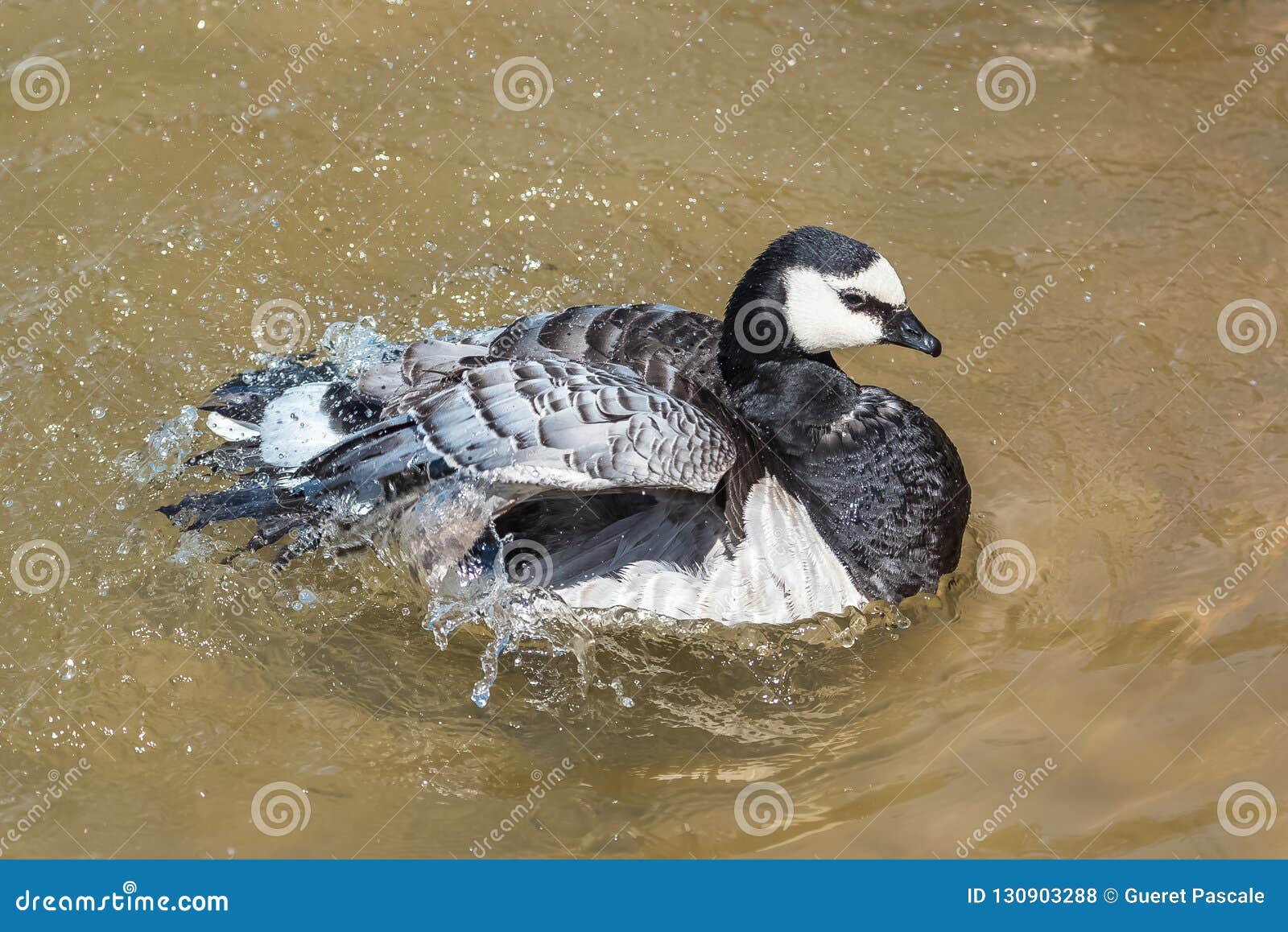 Barnacle goose stock photo. Image of animal, aves, norway - 130903288