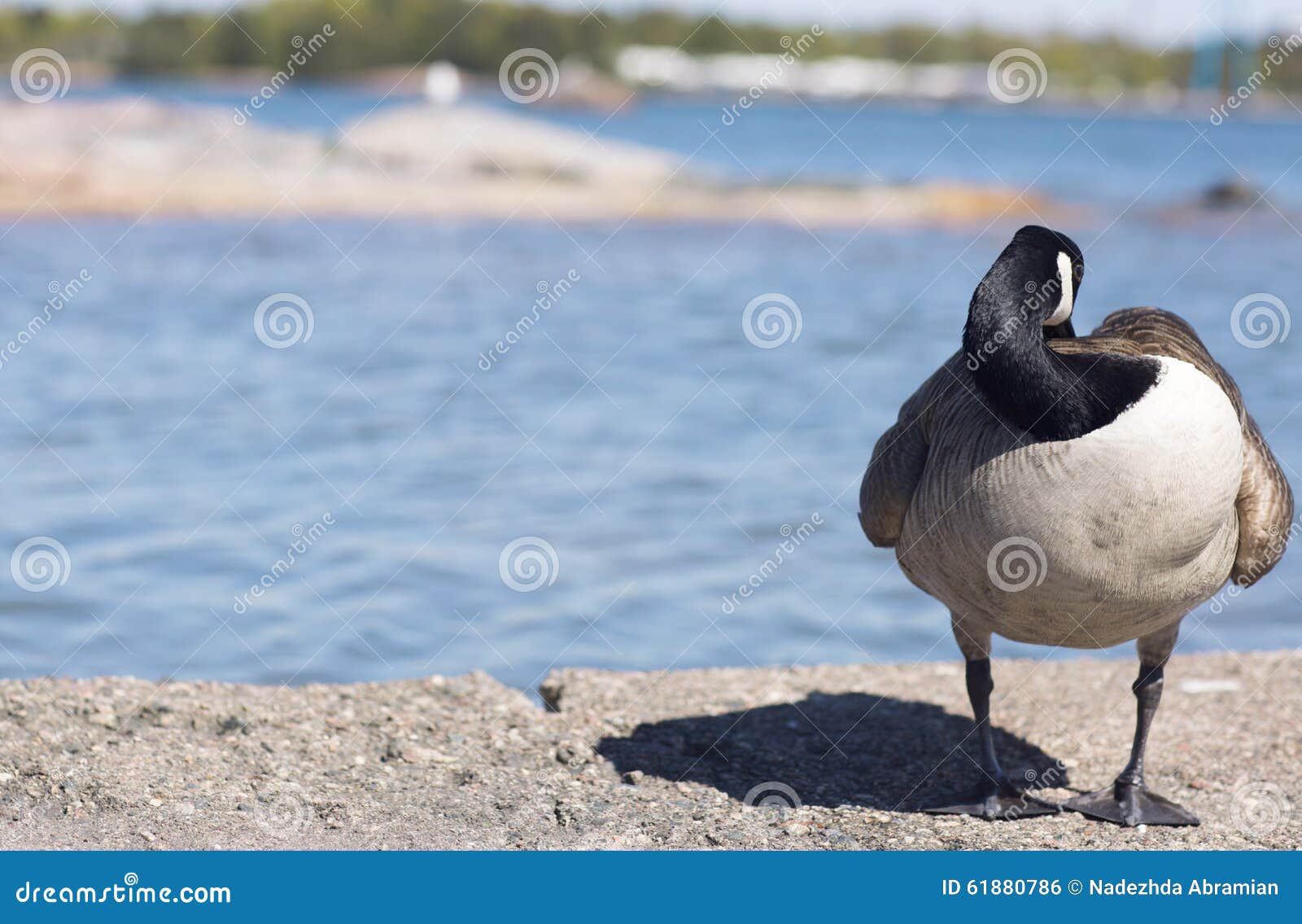 Barnacle goose. stock photo. Image of nature, bird, wildlife - 61880786