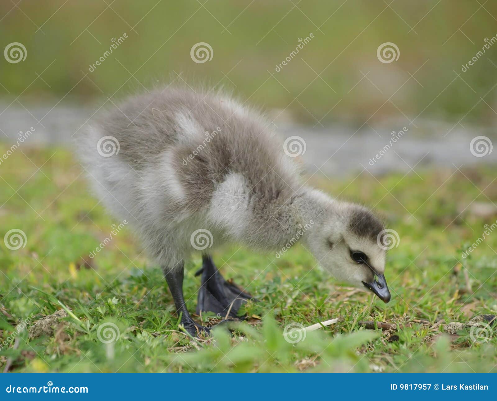 Barnacle Gosling stock image. Image of goose, young, baby - 9817957