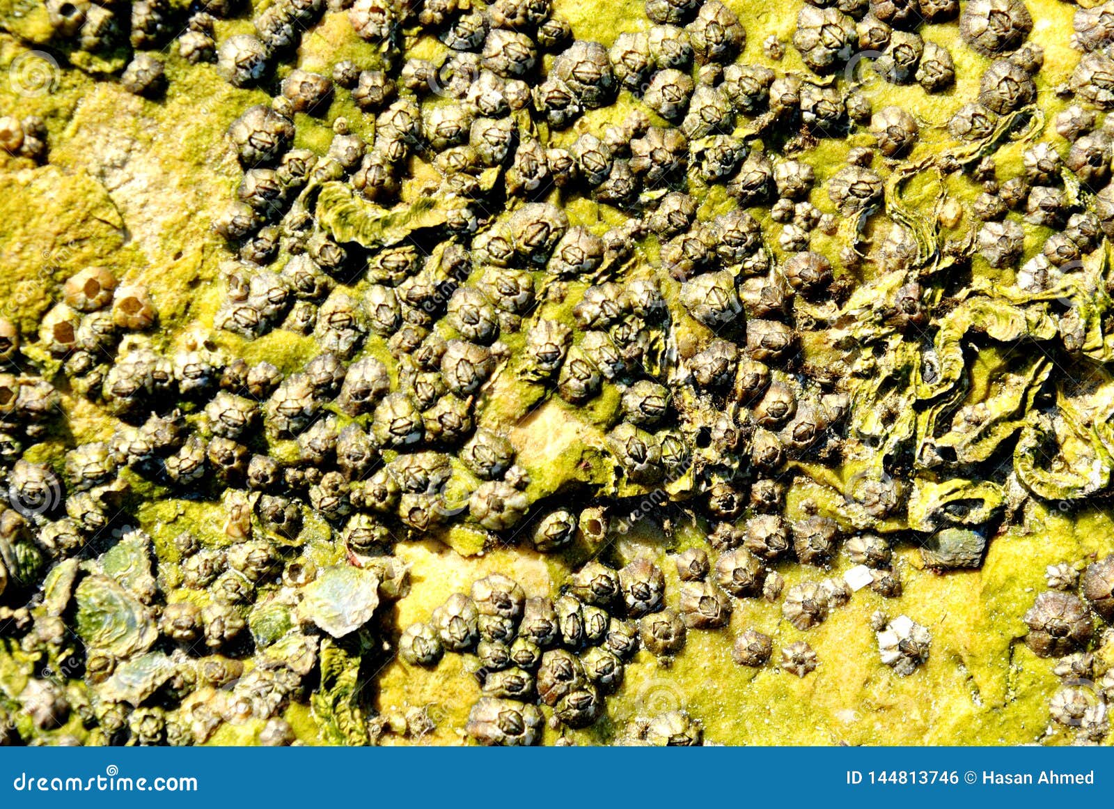 Barnacle Group on the Beach Stock Photo - Image of beach, fish: 144813746