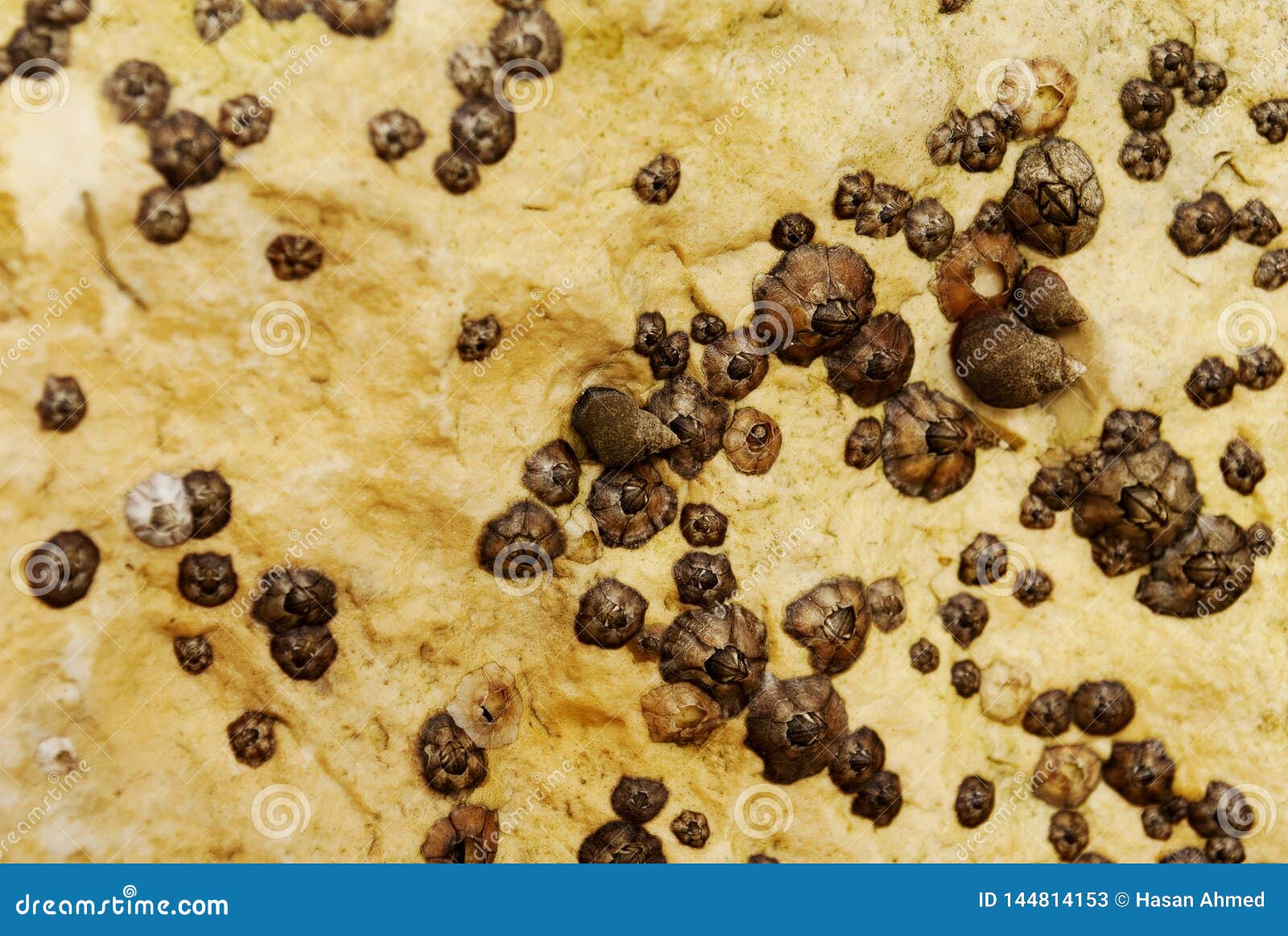 Barnacle Group on the Beach Stock Image - Image of barnacles, bahrain ...