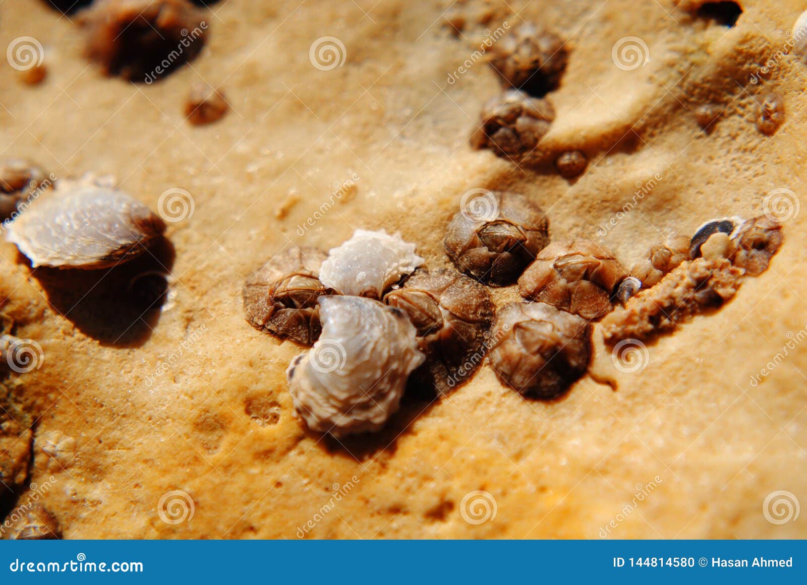 Barnacle Group on the Beach Stock Photo - Image of concept, cool: 144814580