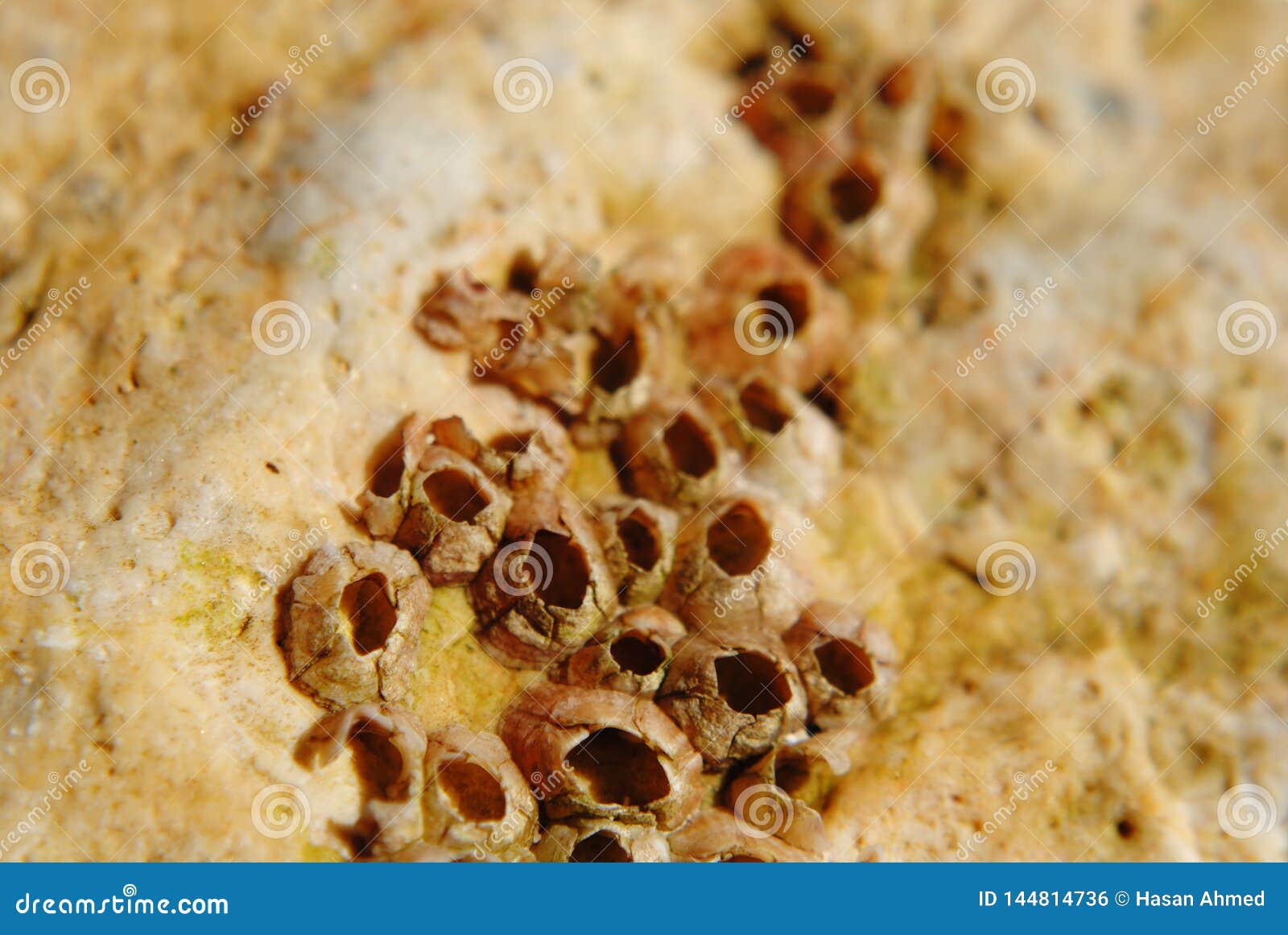 Barnacle Group on the Beach Stock Photo - Image of concept, clear ...