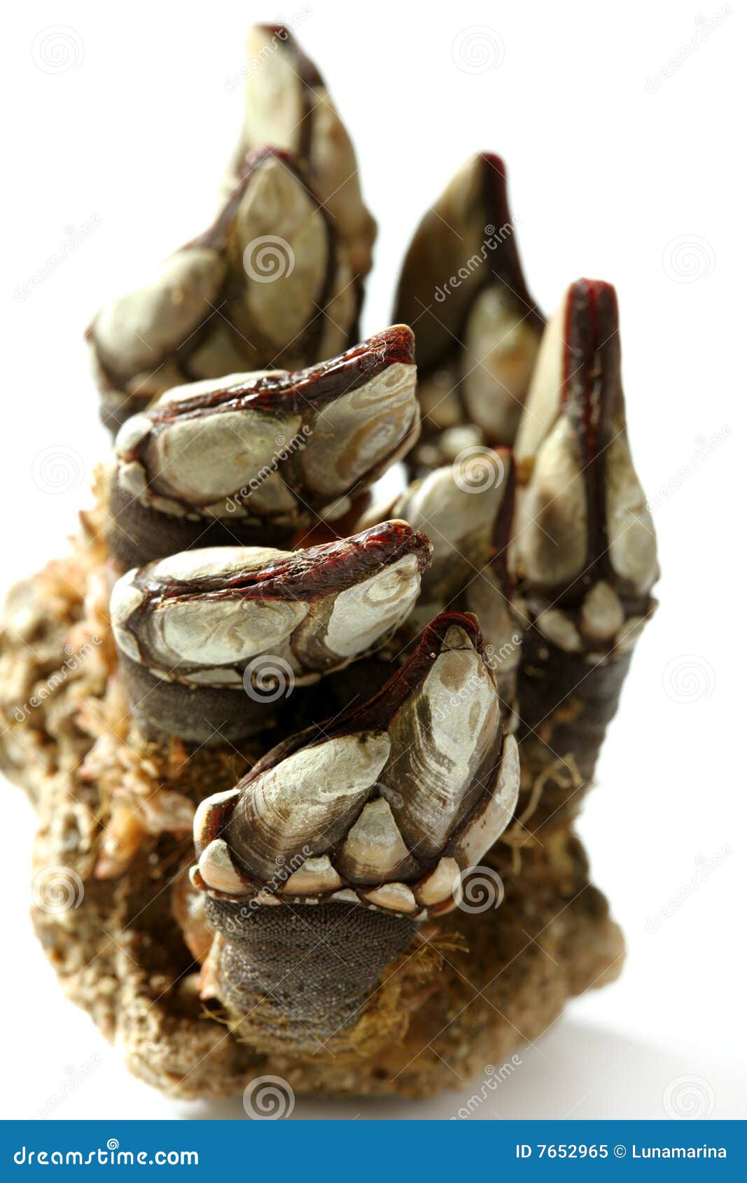 Barnacle Isolated Over White Studio Background Stock Image - Image of ...