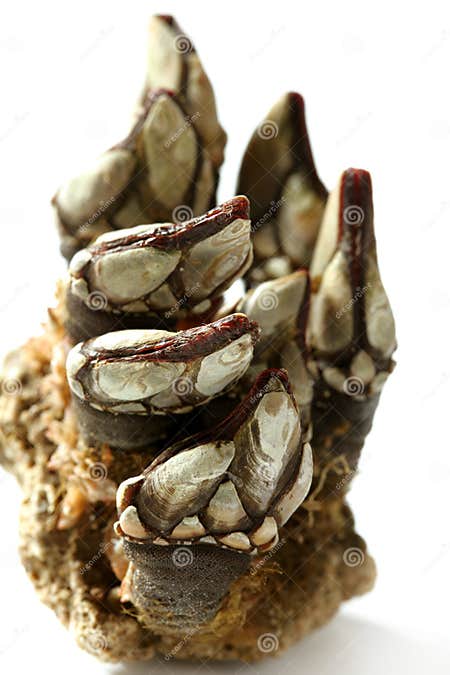 Barnacle Isolated Over White Studio Background Stock Image - Image of ...