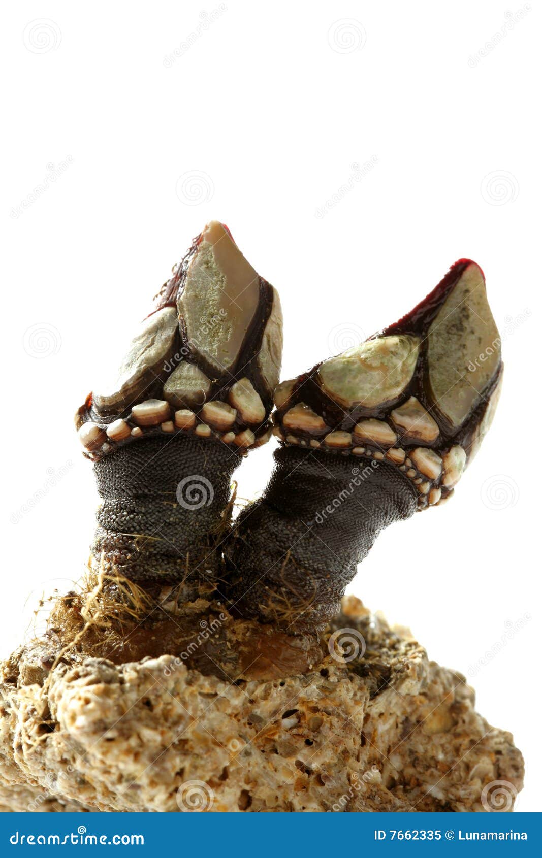 Barnacle Isolated Over White Studio Background Stock Image - Image of ...