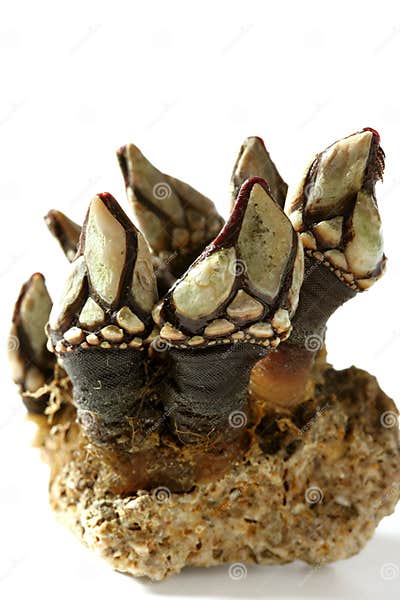 Barnacle Isolated Over White Studio Background Stock Image - Image of ...
