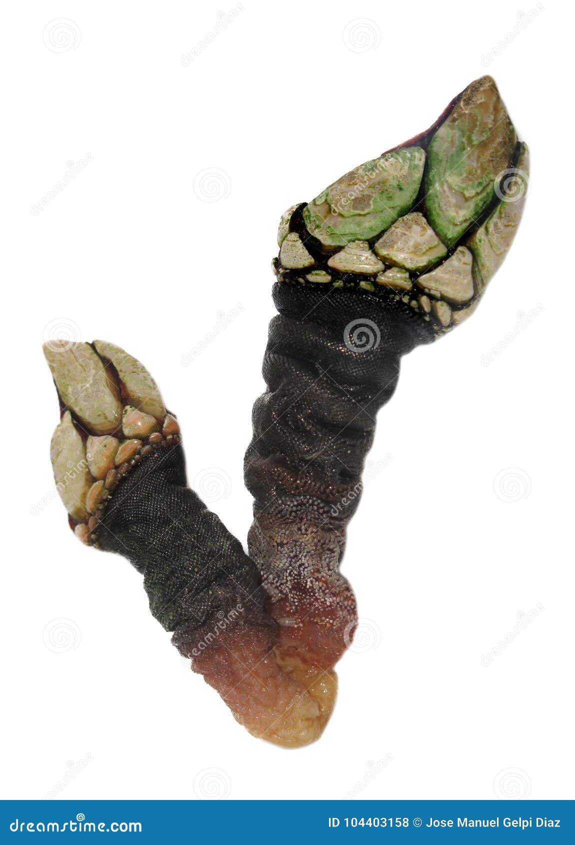 Barnacle Isolated on White Background Stock Photo - Image of food ...