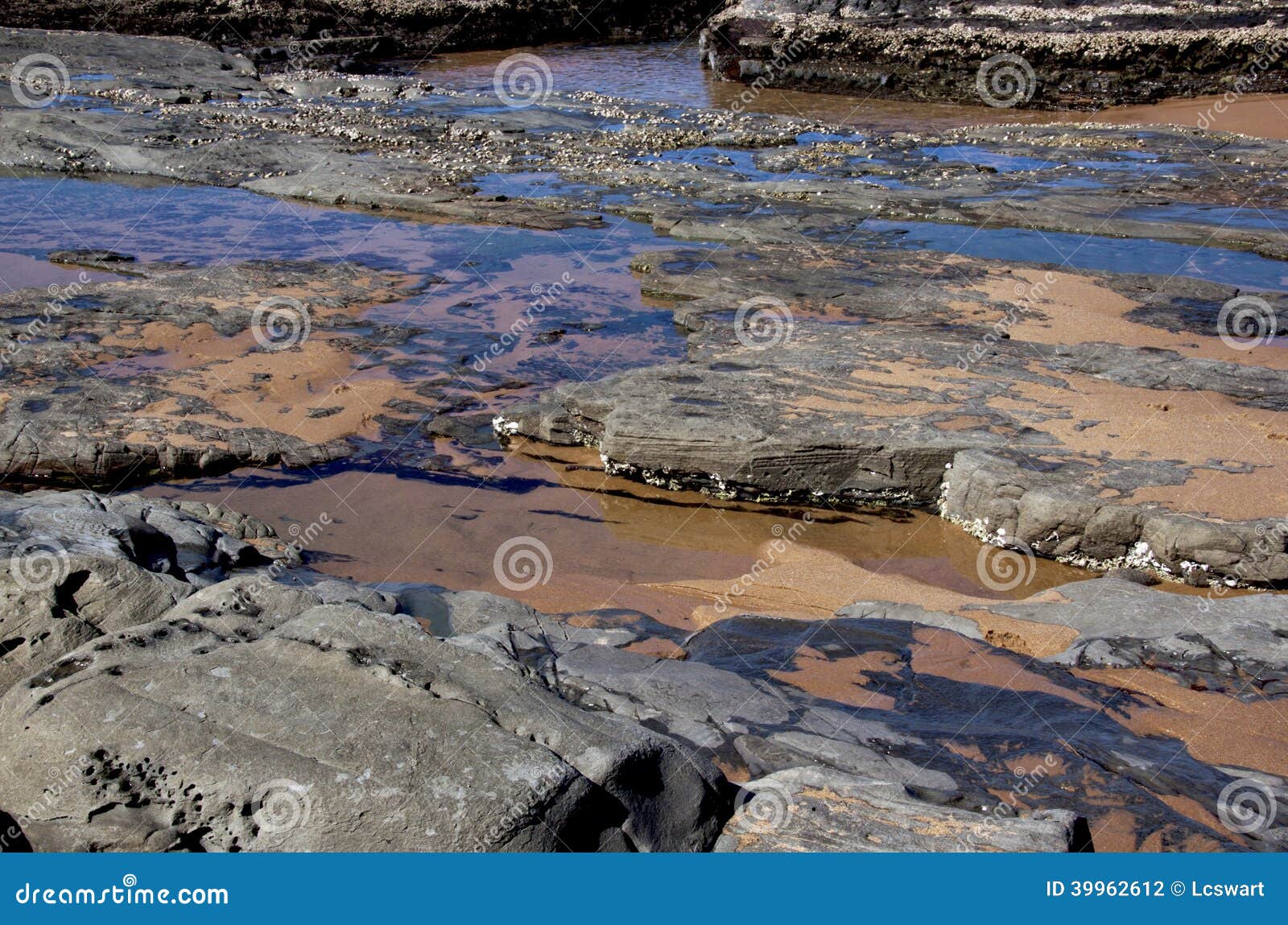 Barnacle and Limpet Encrusted Rocks at Low Tide Stock Photo - Image of ...