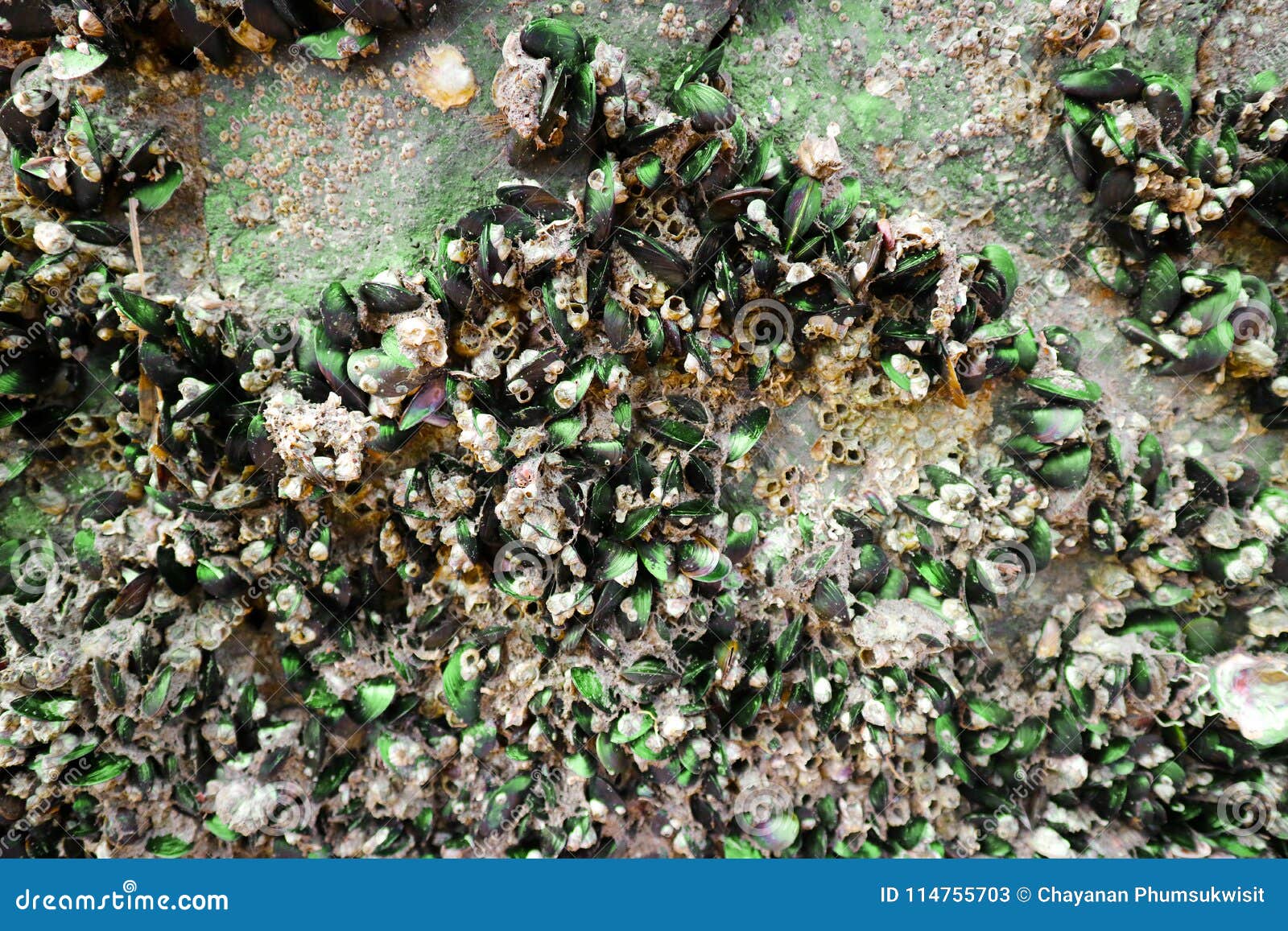 Barnacle is a Marine Crustacean with an External Shell Stock Image ...