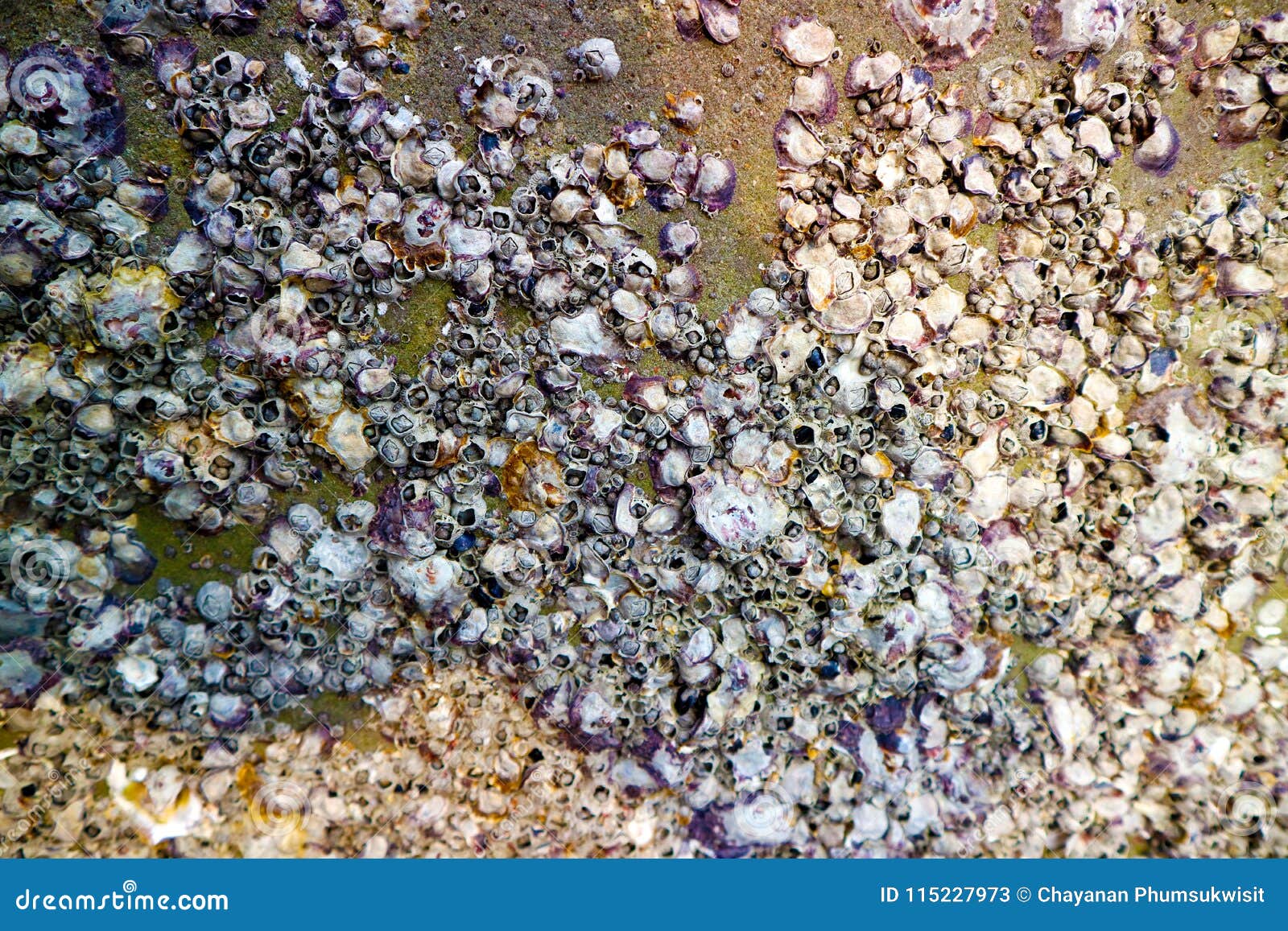 Barnacle is a Marine Crustacean with an External Shell Stock Image ...