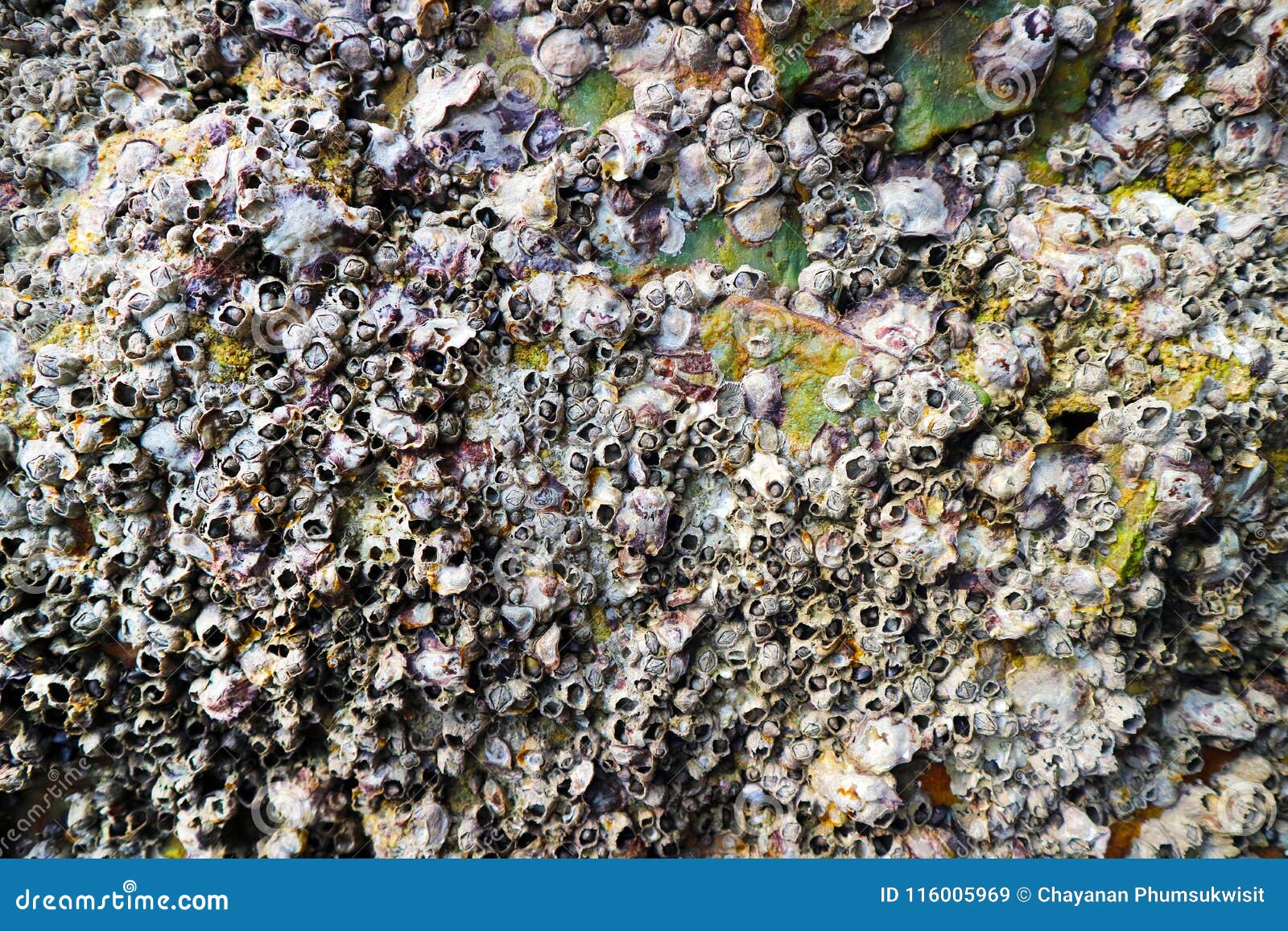 Barnacle is a Marine Crustacean with an External Shell Stock Image ...