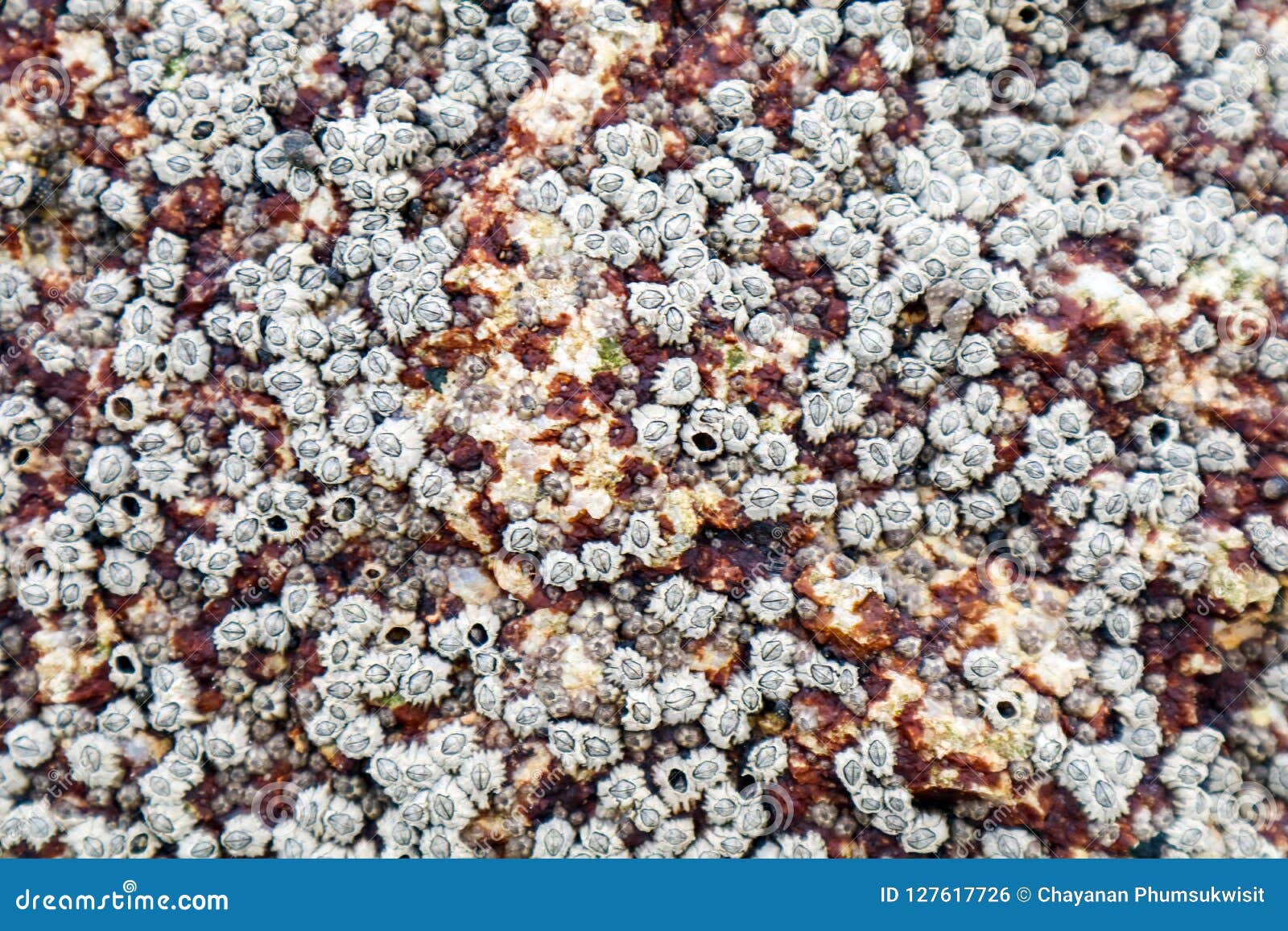 Barnacle a Marine Crustacean with an External Shell and Itself P Stock ...