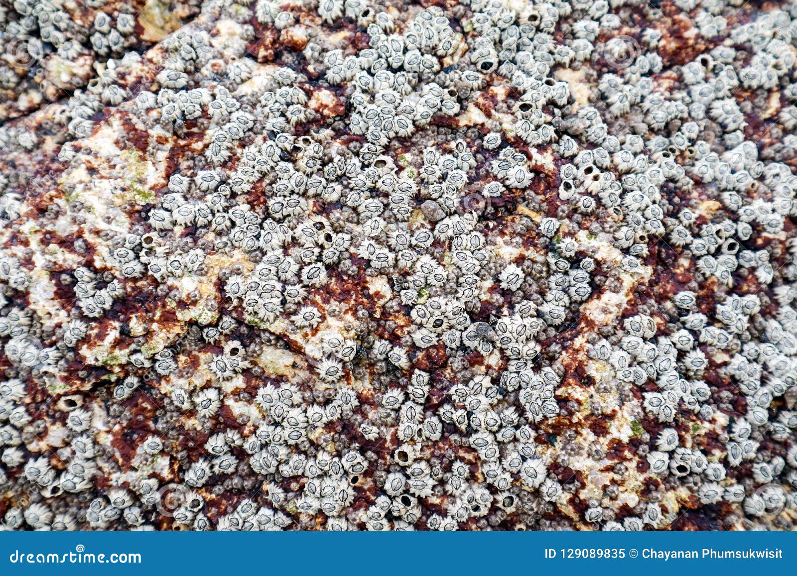 Barnacle a Marine Crustacean with an External Shell and Itself P Stock ...