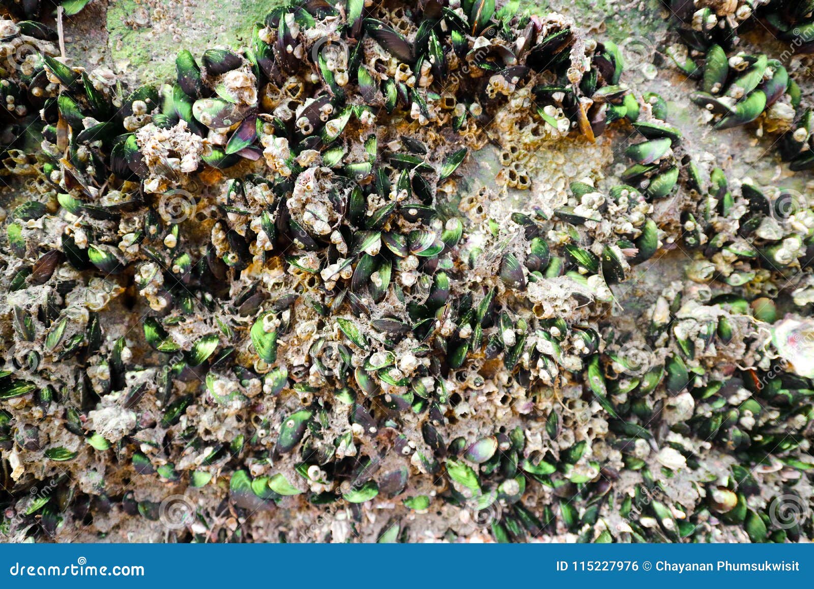 Barnacle is a Marine Crustacean with an External Shell Stock Photo ...