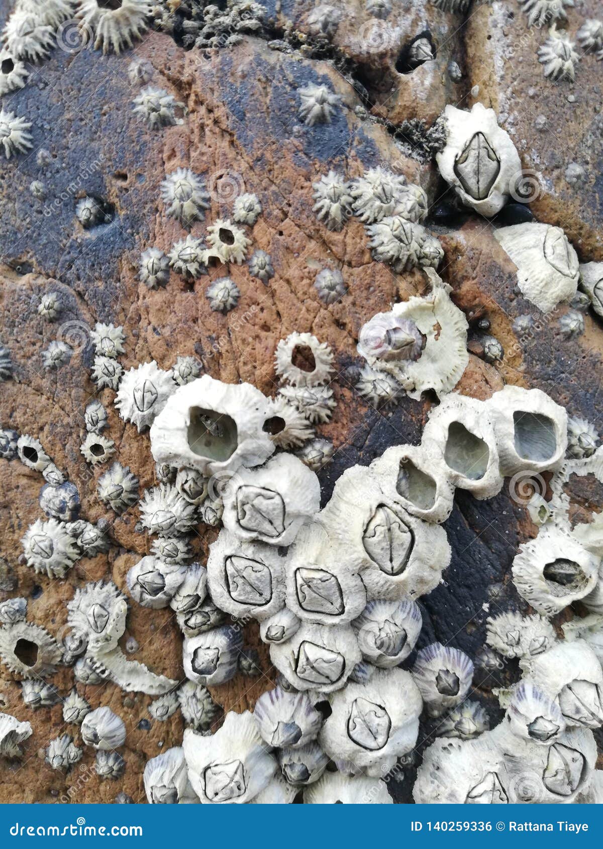 Barnacle stock photo. Image of shell, rock, marine, barnacle - 140259336