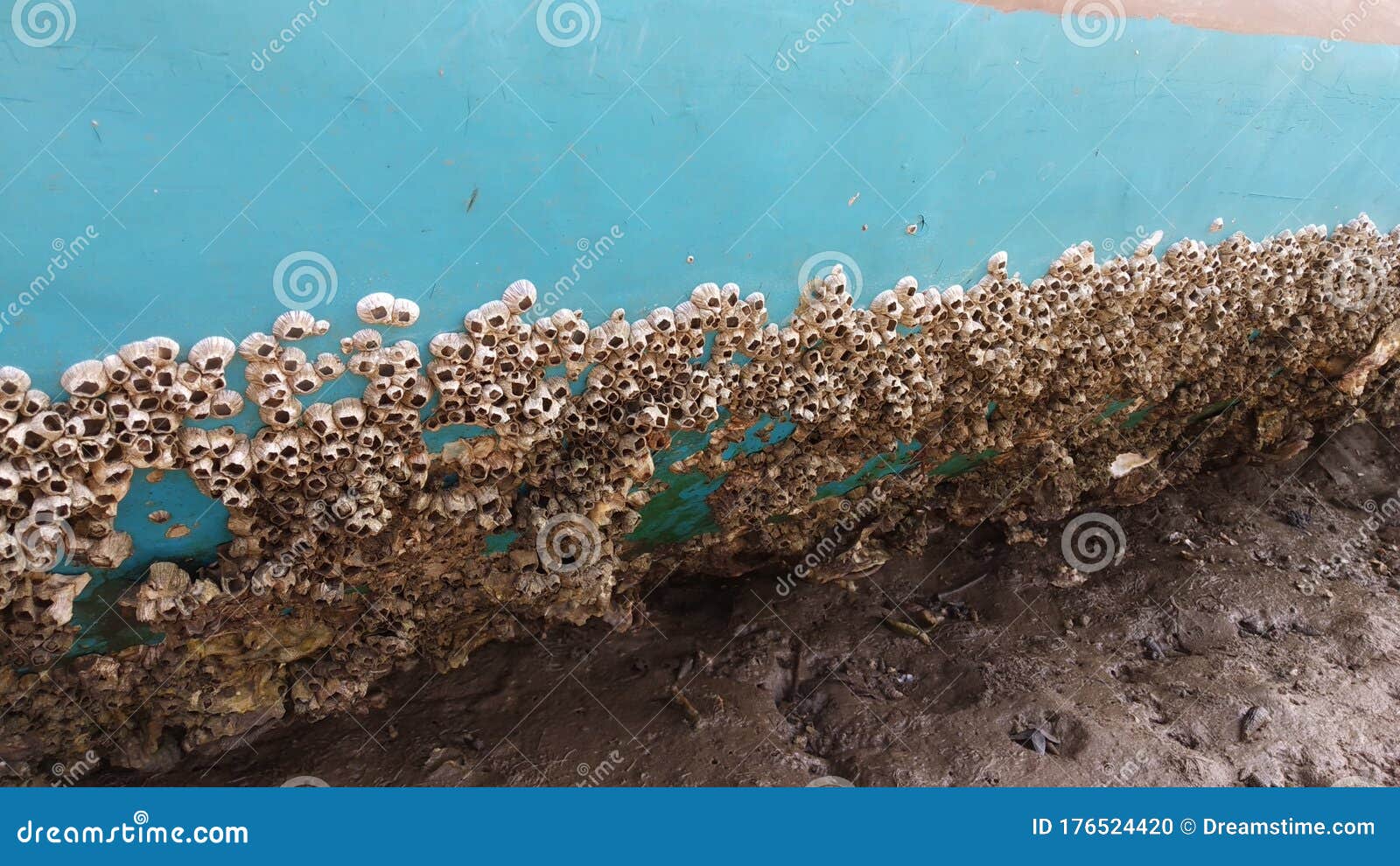 Barnacle Love with the Boat Stock Photo - Image of crusty, barnacles ...