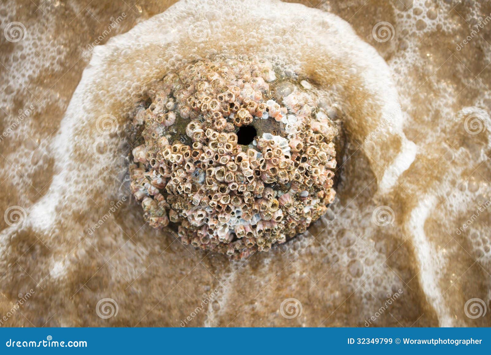 Barnacle and sea stock image. Image of texture, abstract - 32349799