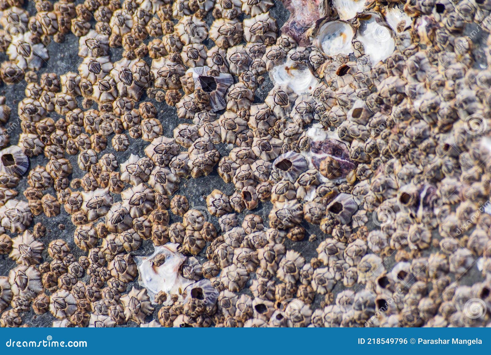 Barnacle Texture Background Royalty-Free Stock Photography ... Barnacle Texture Background Royalty-Free Stock Photography ...