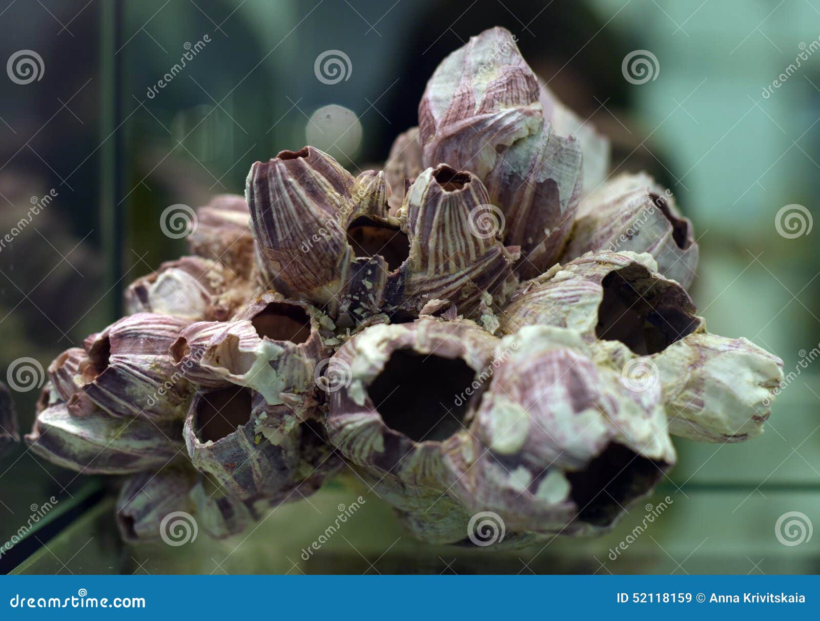 Barnacle Shell On The Rock Background.barnacle Shells Embedded With ...