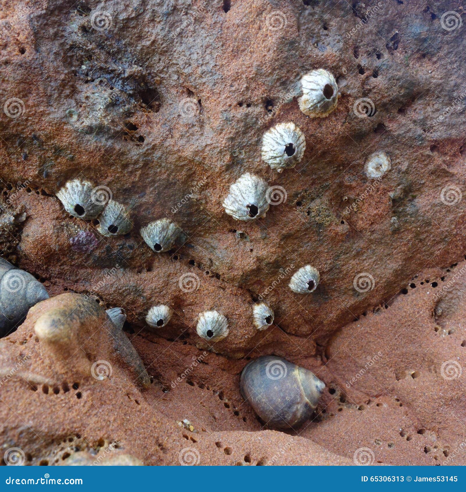 Barnacle Shells on Sandstone Stock Image - Image of england, animal ...