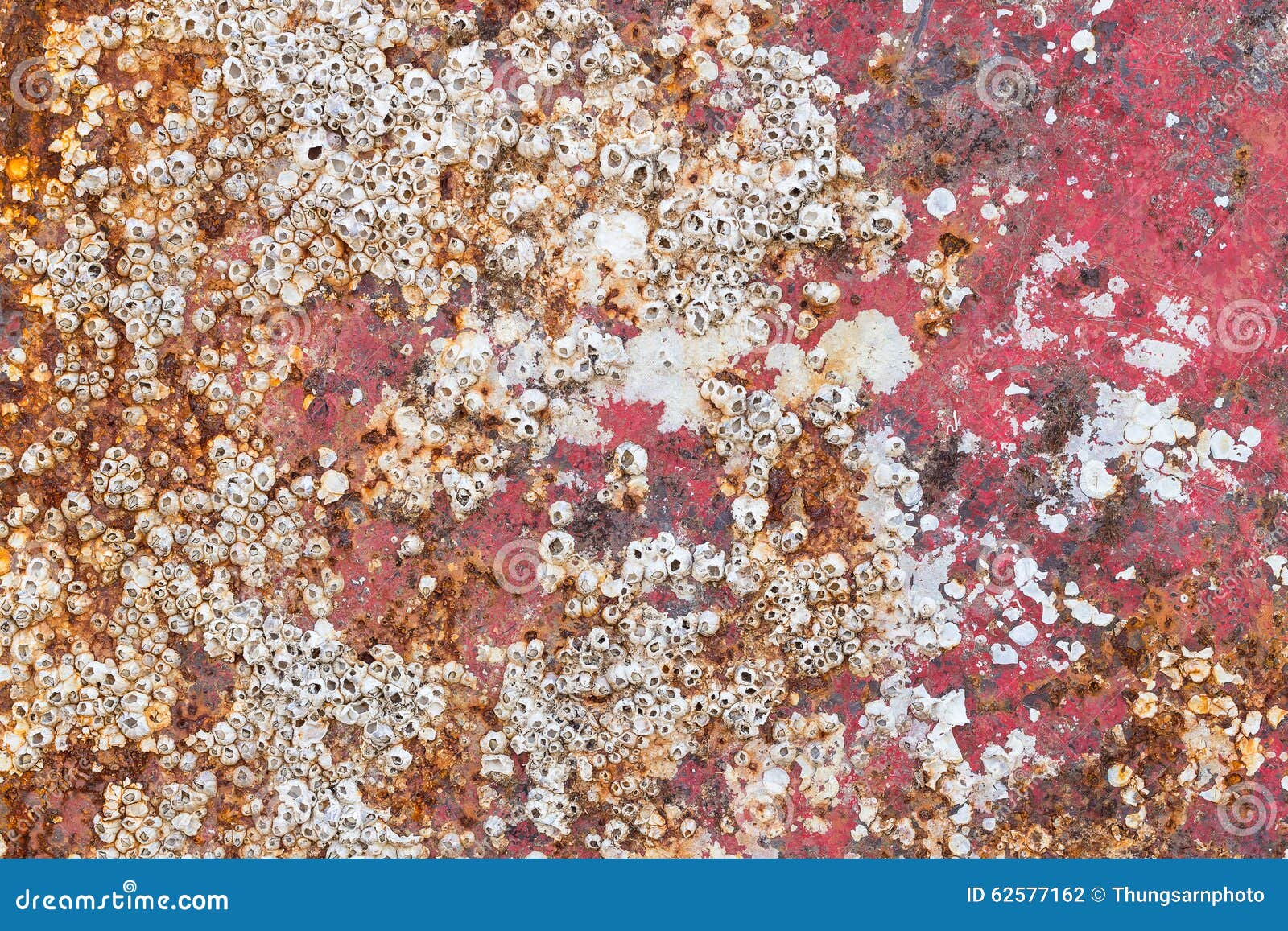 Barnacle Shipwreck Texture Royalty-Free Stock Photography ... Barnacle Shipwreck Texture Royalty-Free Stock Photography ...