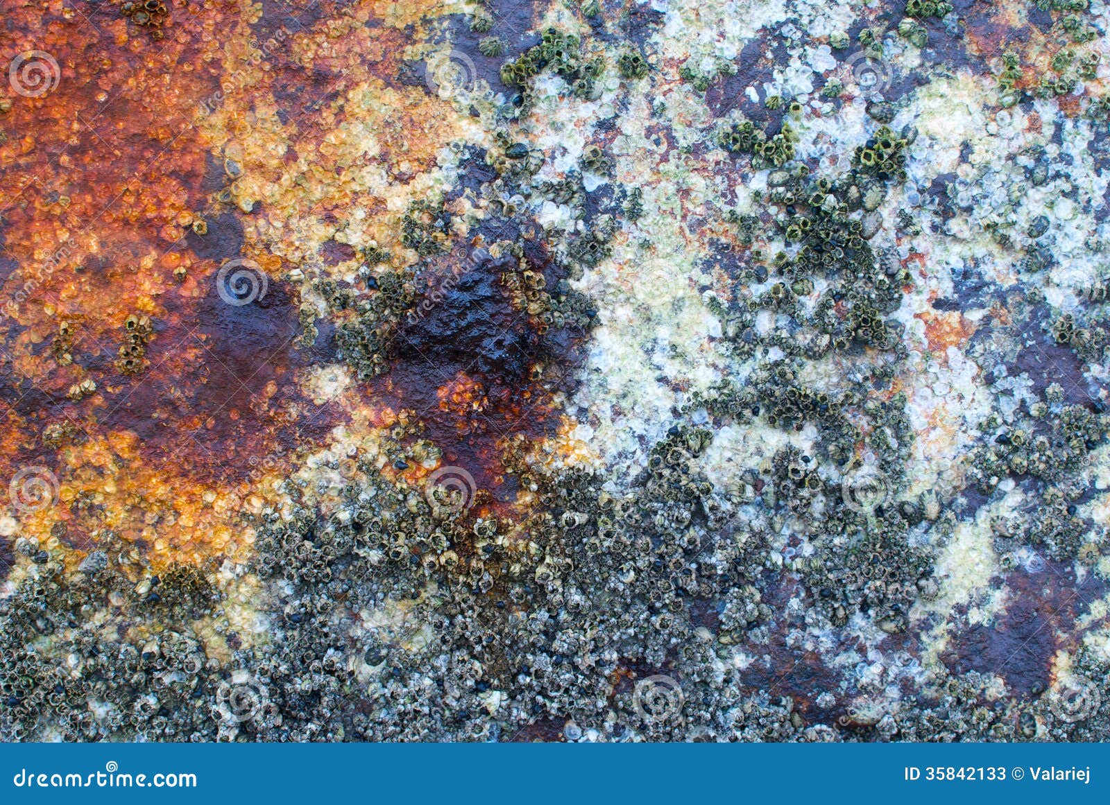 Barnacle Shipwreck Texture Royalty-Free Stock Photography ... Barnacle Shipwreck Texture Royalty-Free Stock Photography ...