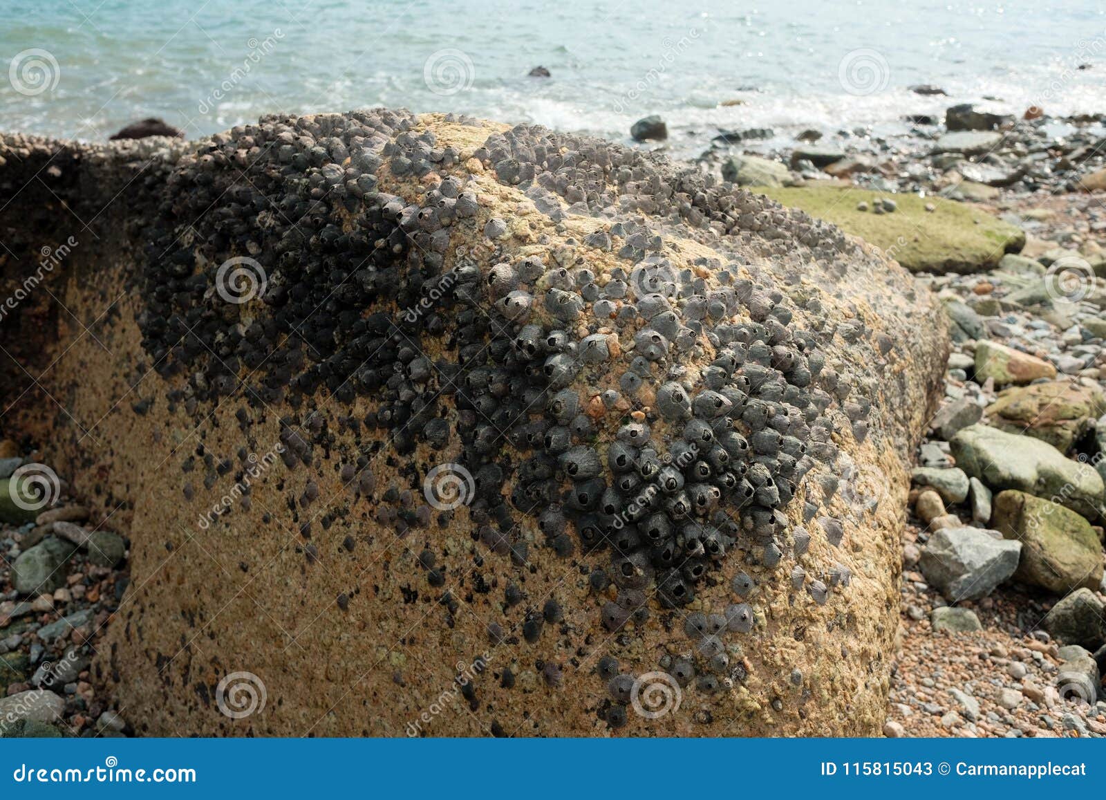 Barnacle stock image. Image of animals, tide, barnacle - 115815043