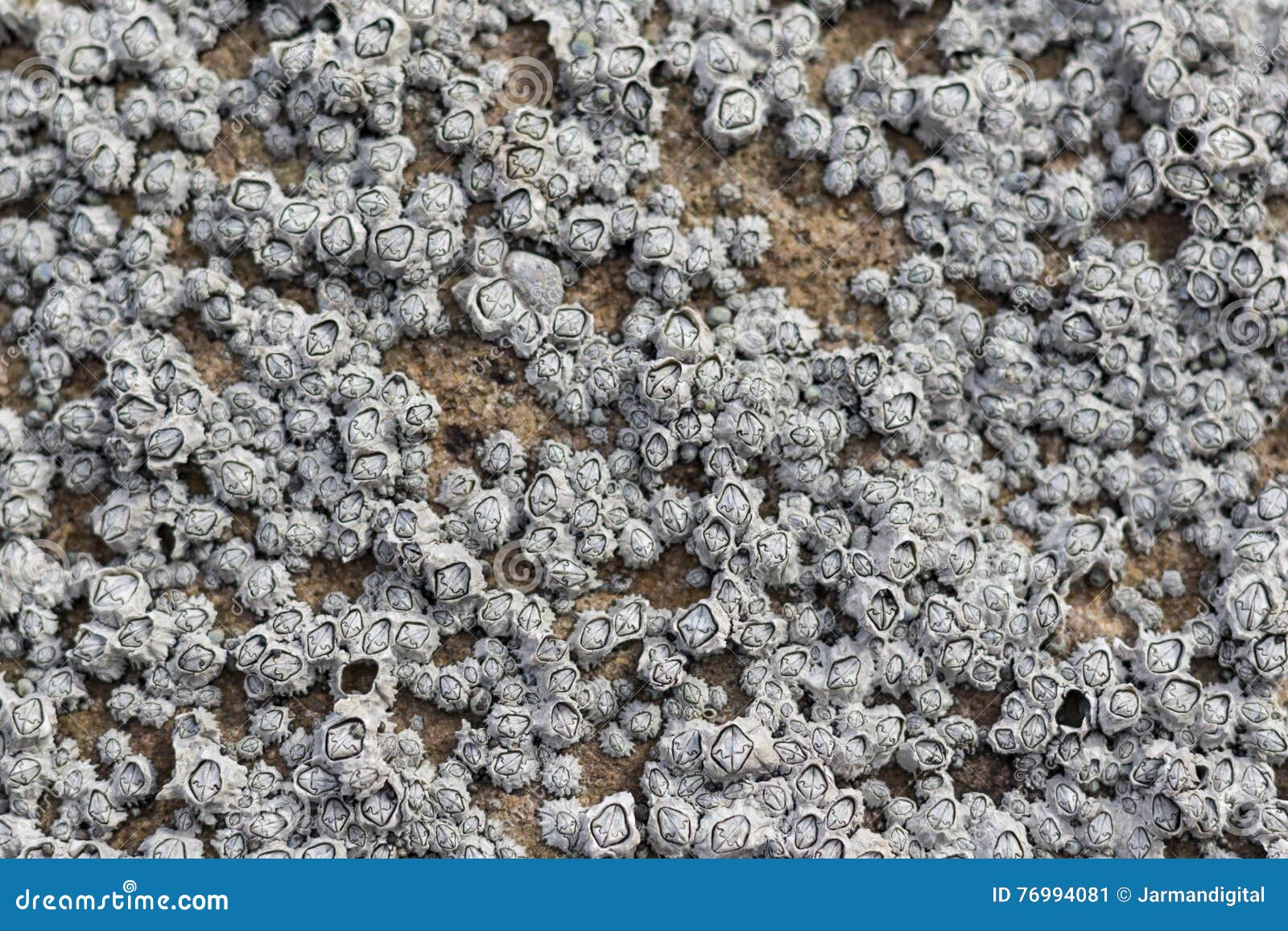 Barnacle Texture Background Stock Photo | CartoonDealer.com #76994081 Barnacle Texture Background Stock Photo | CartoonDealer.com #76994081