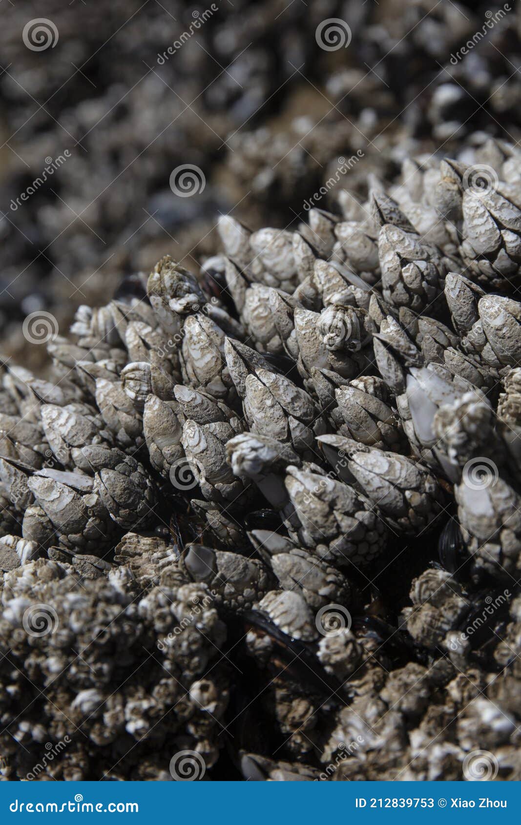 Barnacle in Tide Pool of Oregon Coast Stock Image - Image of barnacle ...
