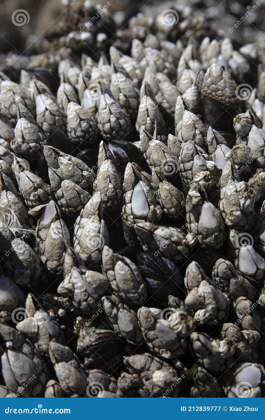 Barnacle in Tide Pool of Oregon Coast Stock Image - Image of botany ...