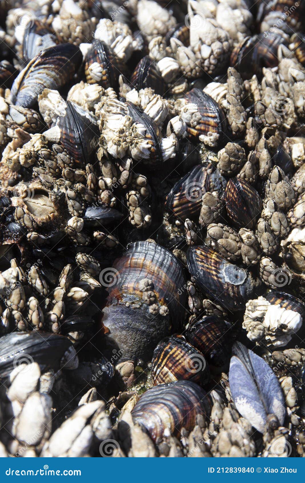 Barnacle in Tide Pool of Oregon Coast Stock Photo - Image of marine ...