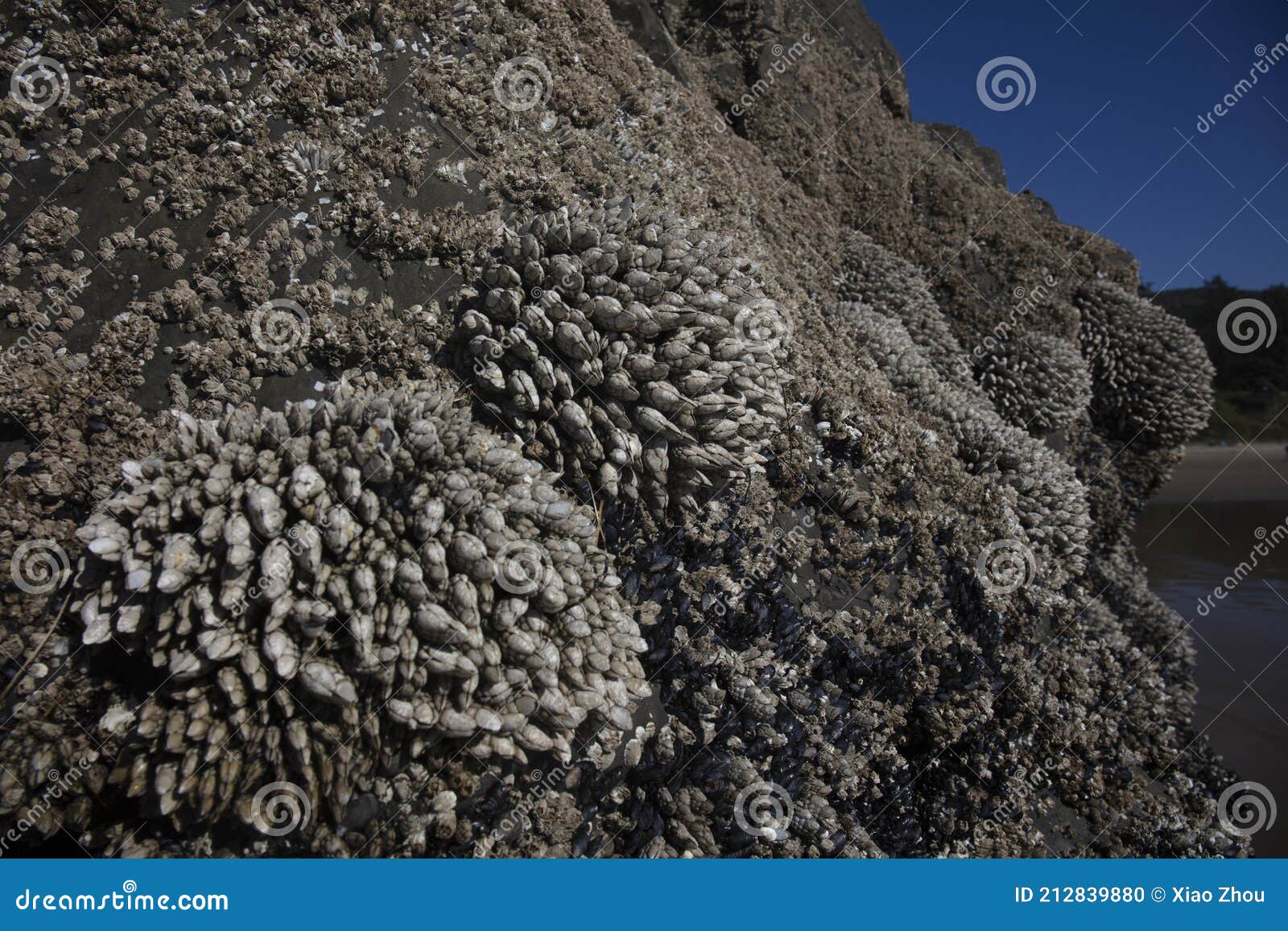 Barnacle in Tide Pool of Oregon Coast Stock Photo - Image of closeup ...