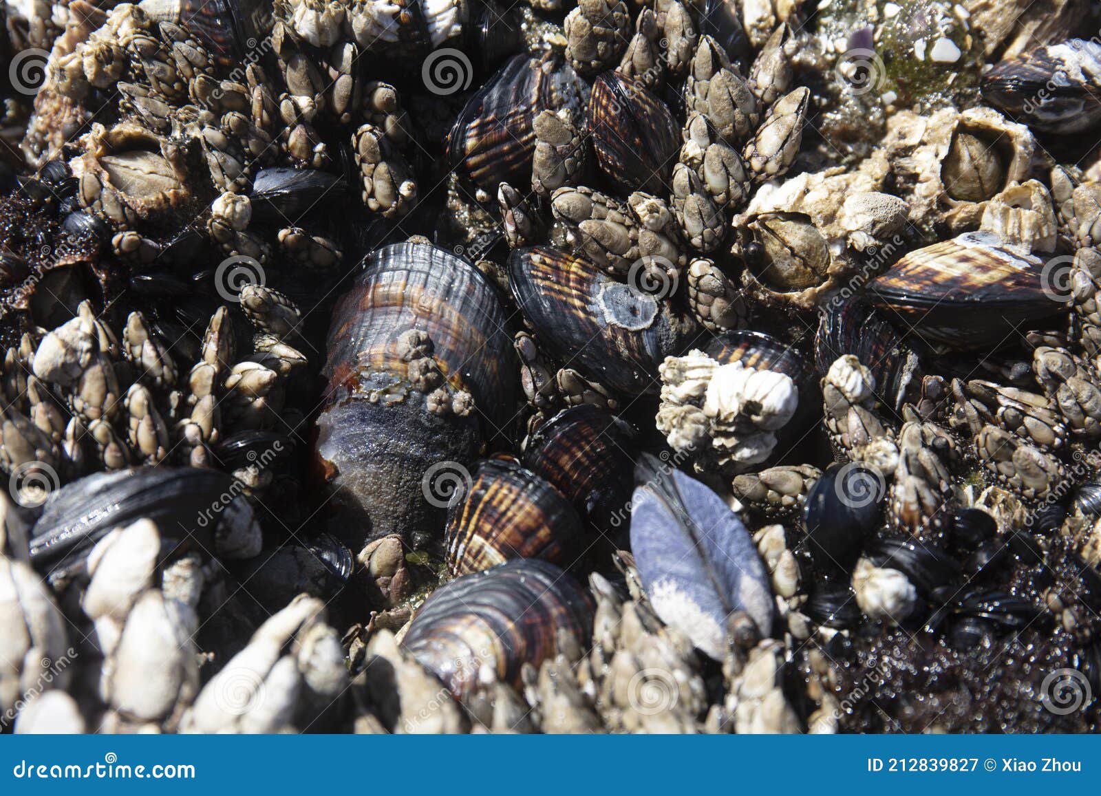Barnacle in Tide Pool of Oregon Coast Stock Image - Image of barnacle ...