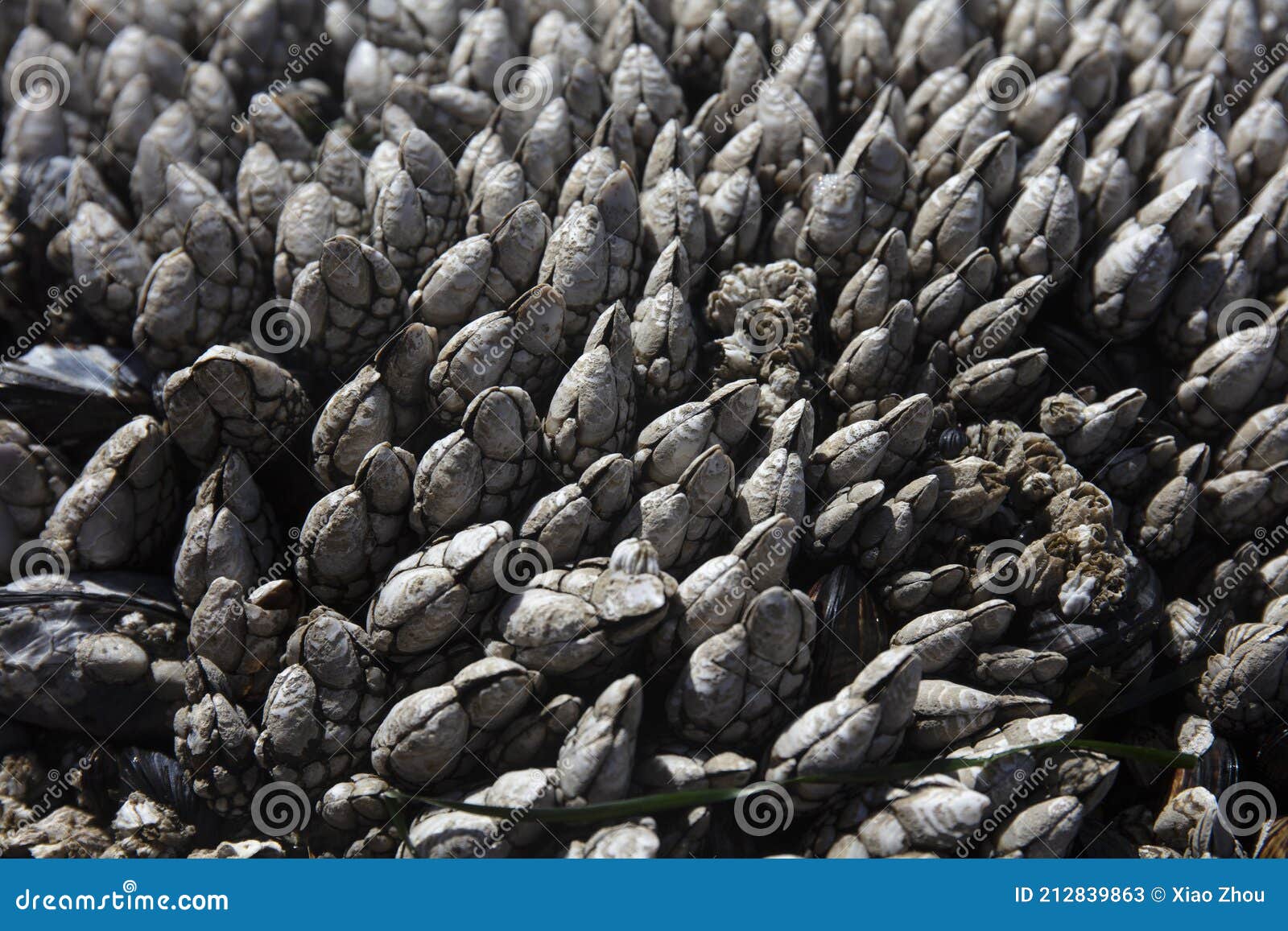 Barnacle in Tide Pool of Oregon Coast Stock Image - Image of food ...