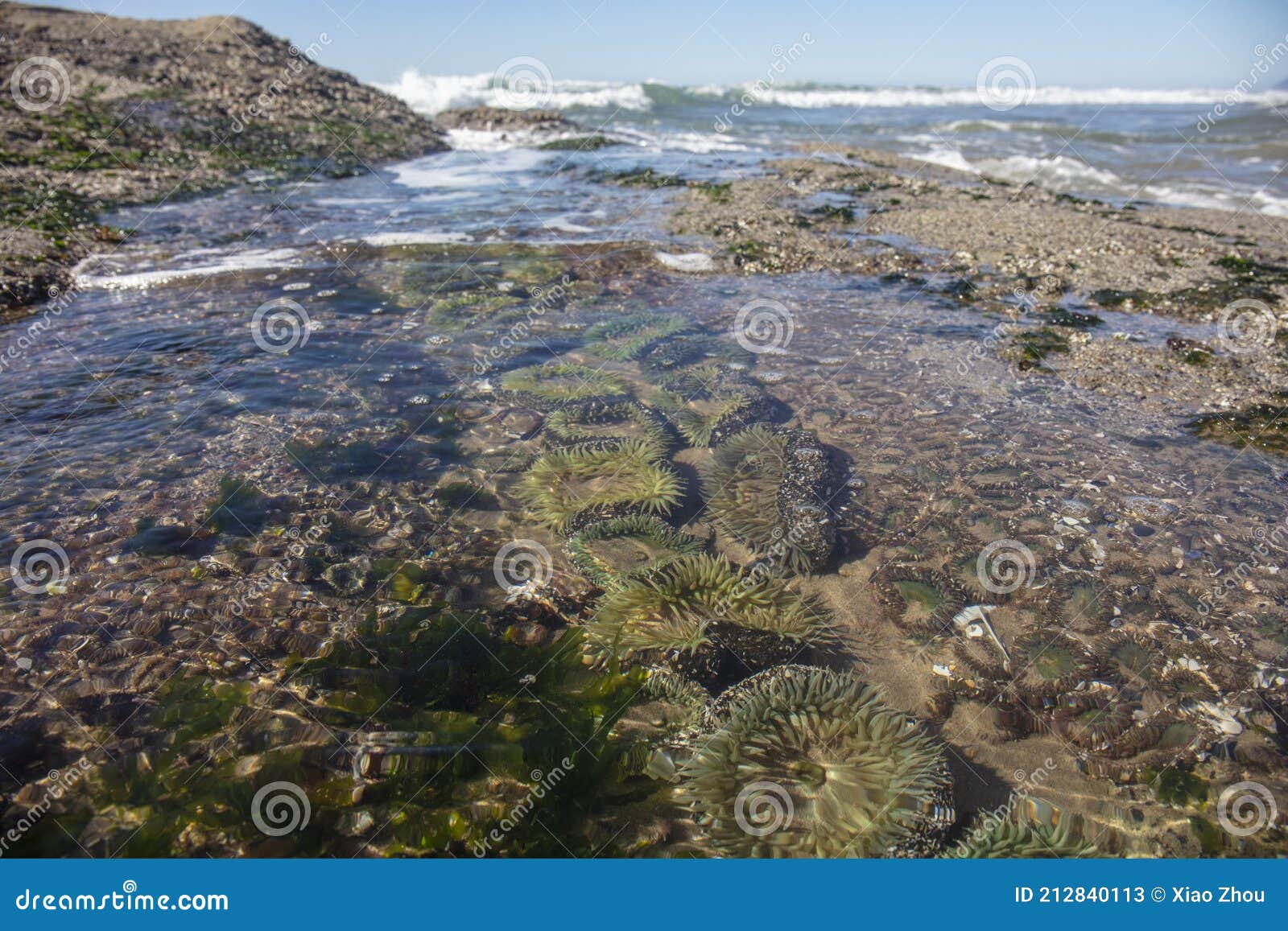 Barnacle in Tide Pool of Oregon Coast Stock Image - Image of marine ...