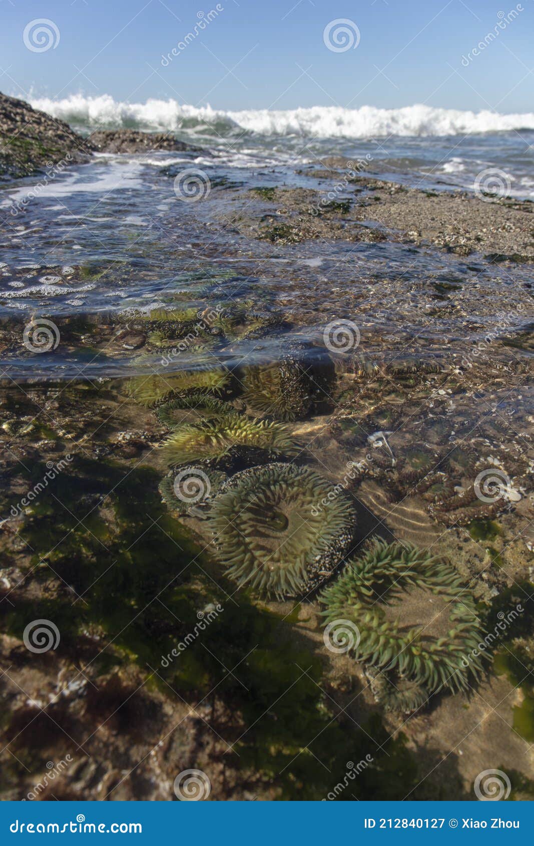 Barnacle in Tide Pool of Oregon Coast Stock Image - Image of ocean ...