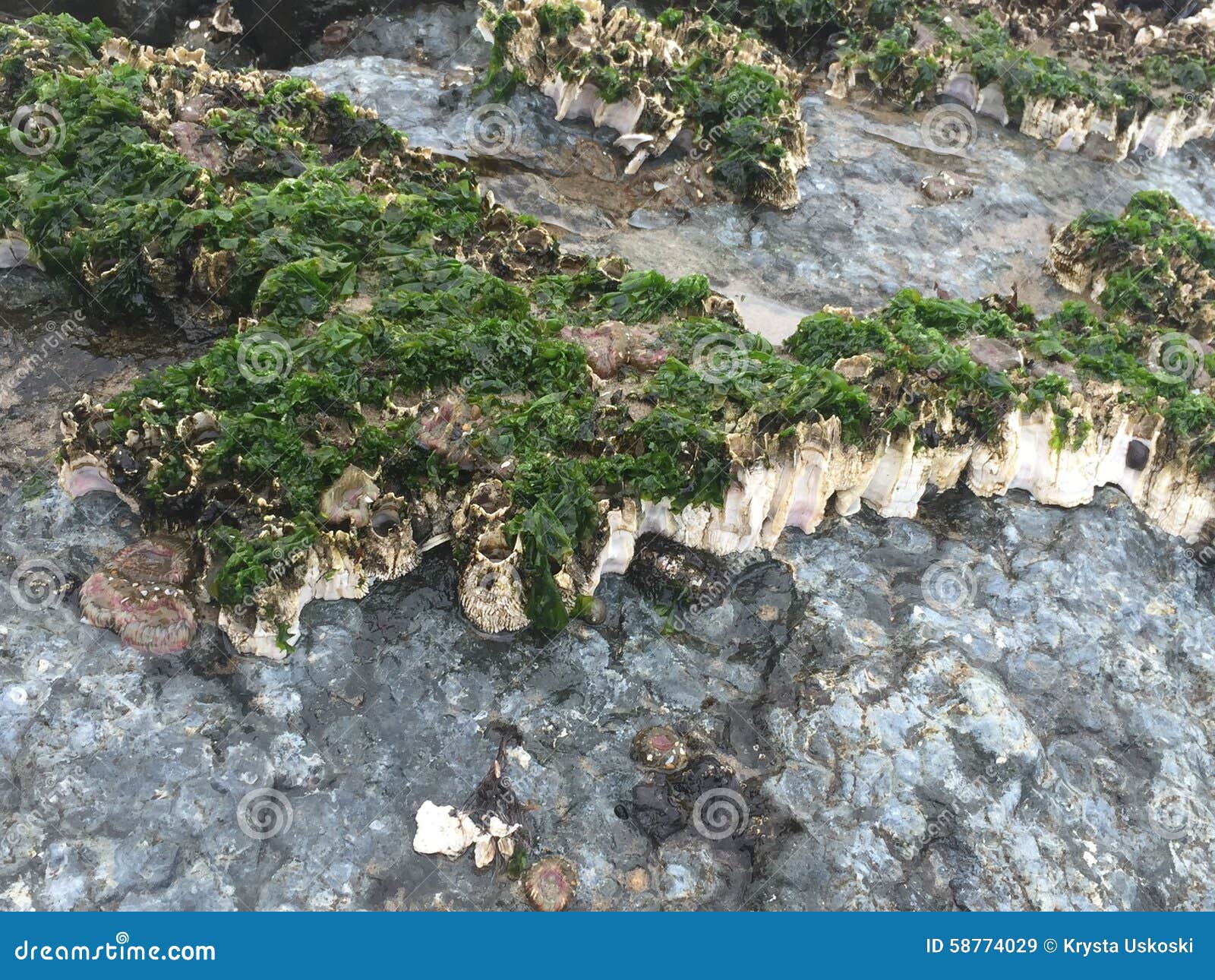 Barnacle trees stock image. Image of pool, trees, coast - 58774029