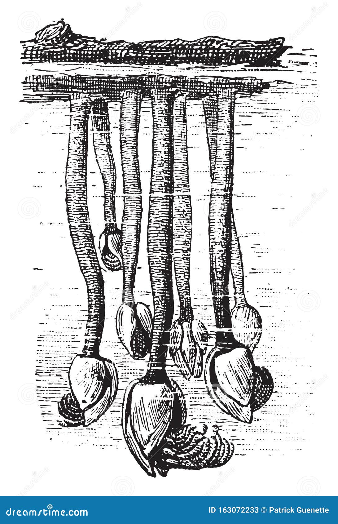 Barnacle, Vintage Engraving Stock Vector - Illustration of nonmotile ...