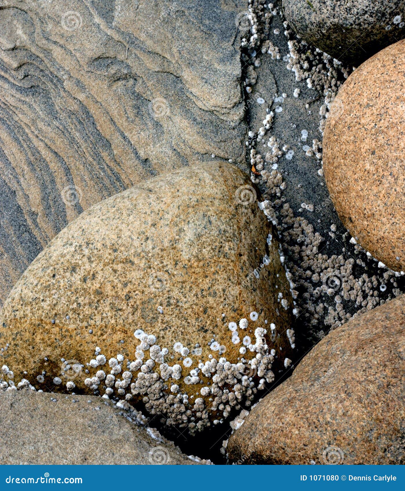 Barnacles stock photo. Image of salt, shoreline, water - 1071080