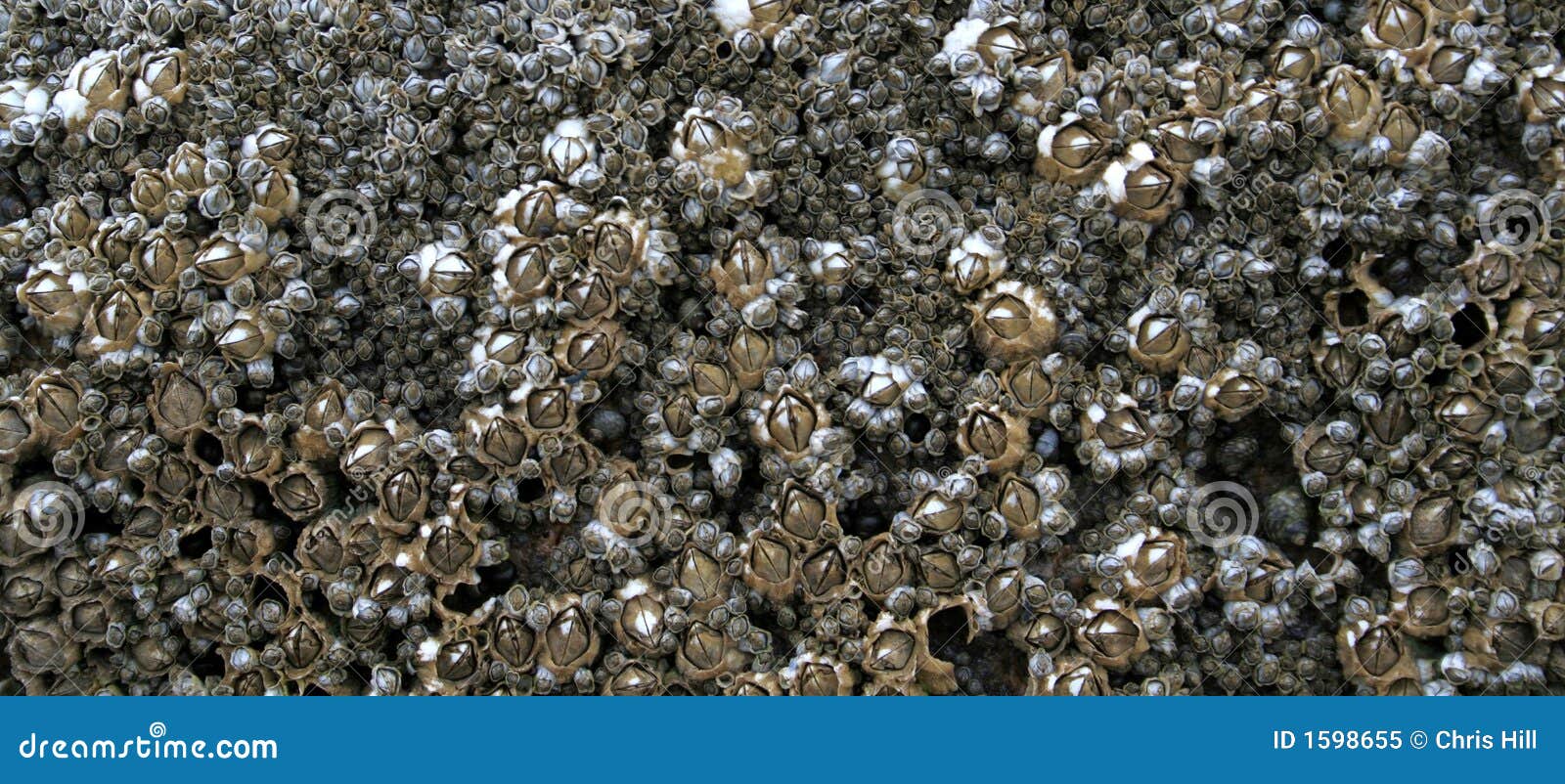 Barnacles stock image. Image of ocean, crustacean, closeup - 1598655
