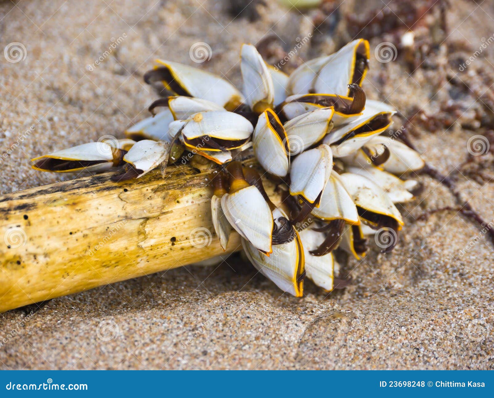 Barnacles stock photo. Image of crustacean, barnacle - 23698248
