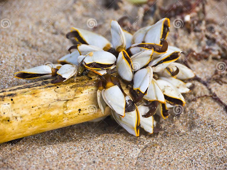 Barnacles stock photo. Image of crustacean, barnacle - 23698248