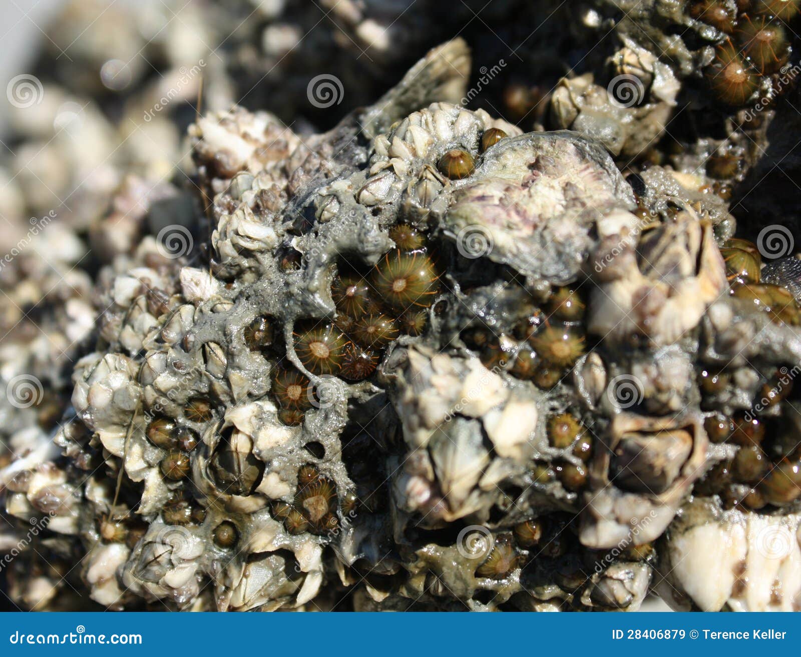 Barnacles stock image. Image of macro, barnacle, barnacles - 28406879