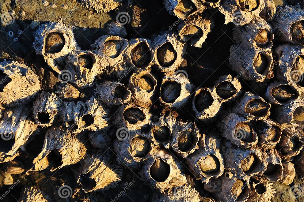 Barnacles stock photo. Image of colors, color, fresh, brown - 8714742